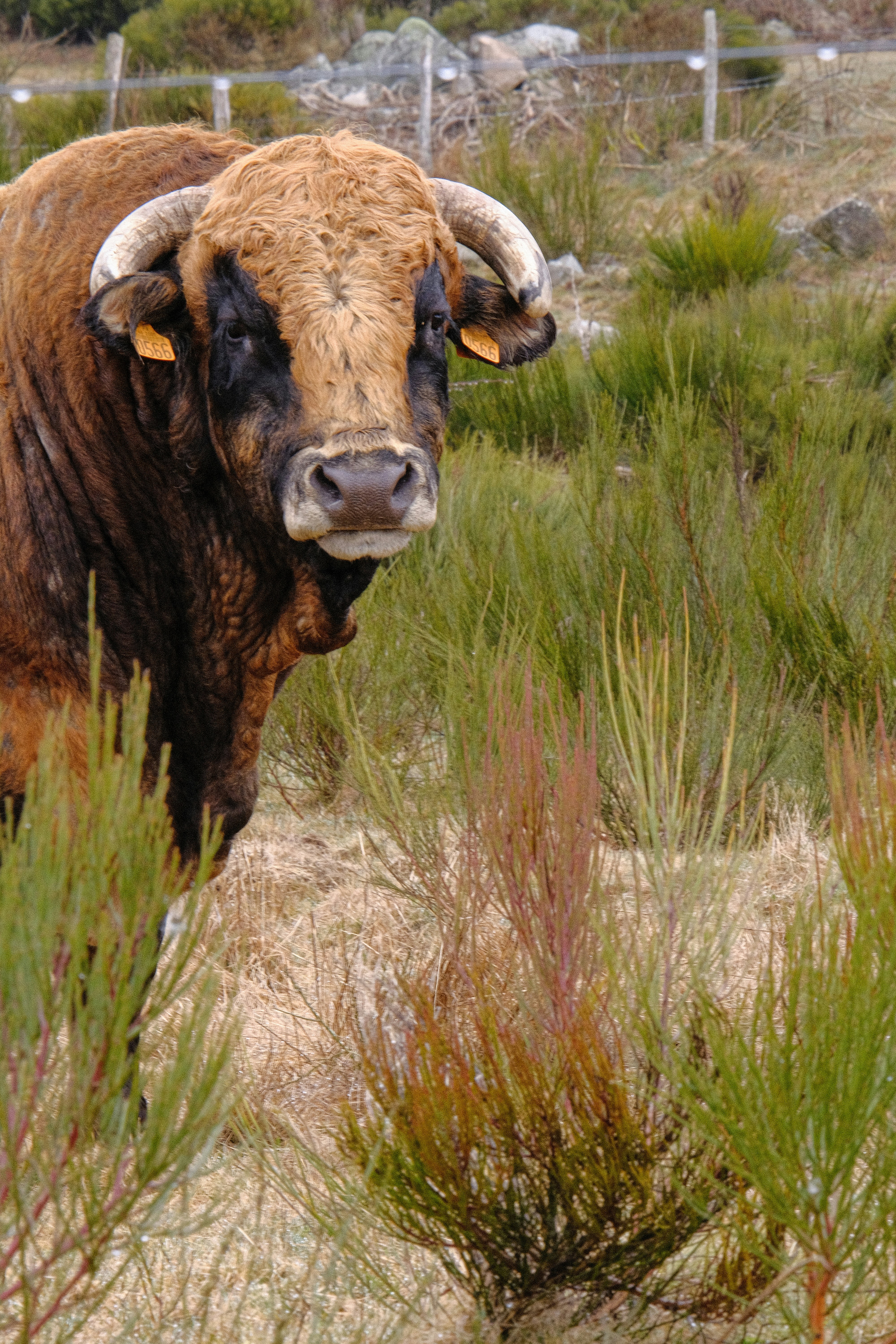 Front-and-Center Highland Bull Stance