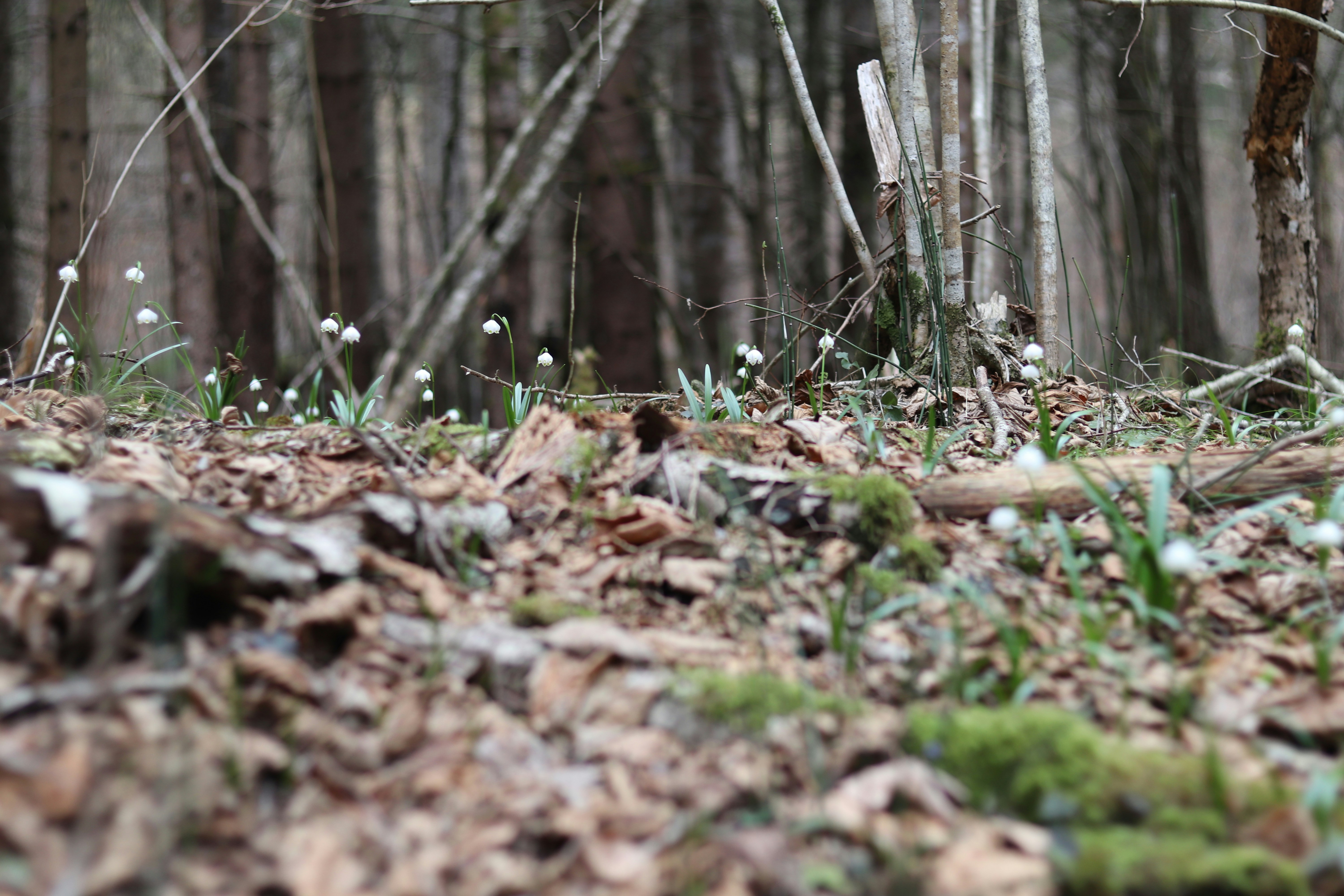 Forest Floor in Soft Focus: A Quiet Meadow at the Edge of the Pines