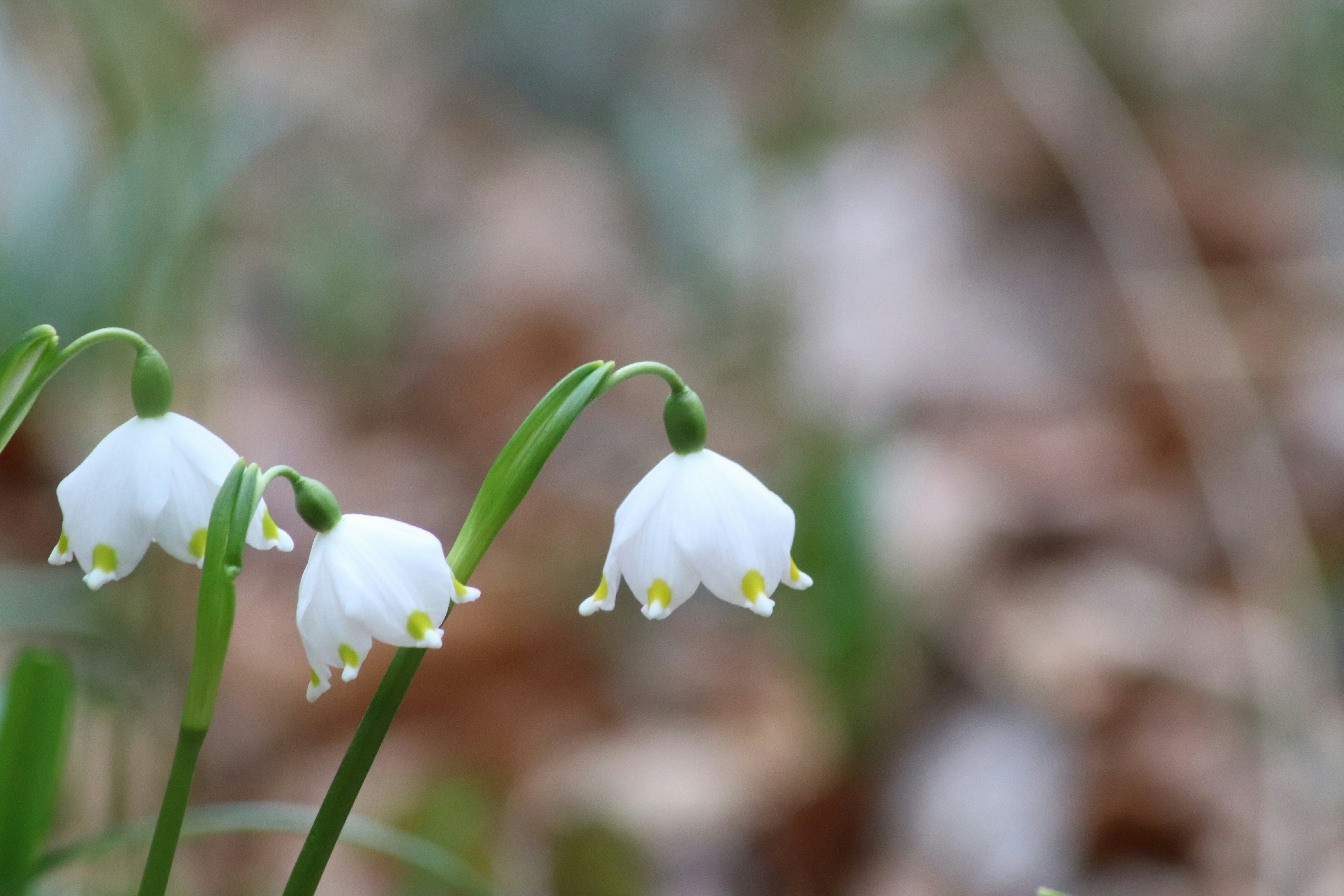 Snowdrop Whispers: Delicate Bells in Soft Forest Light