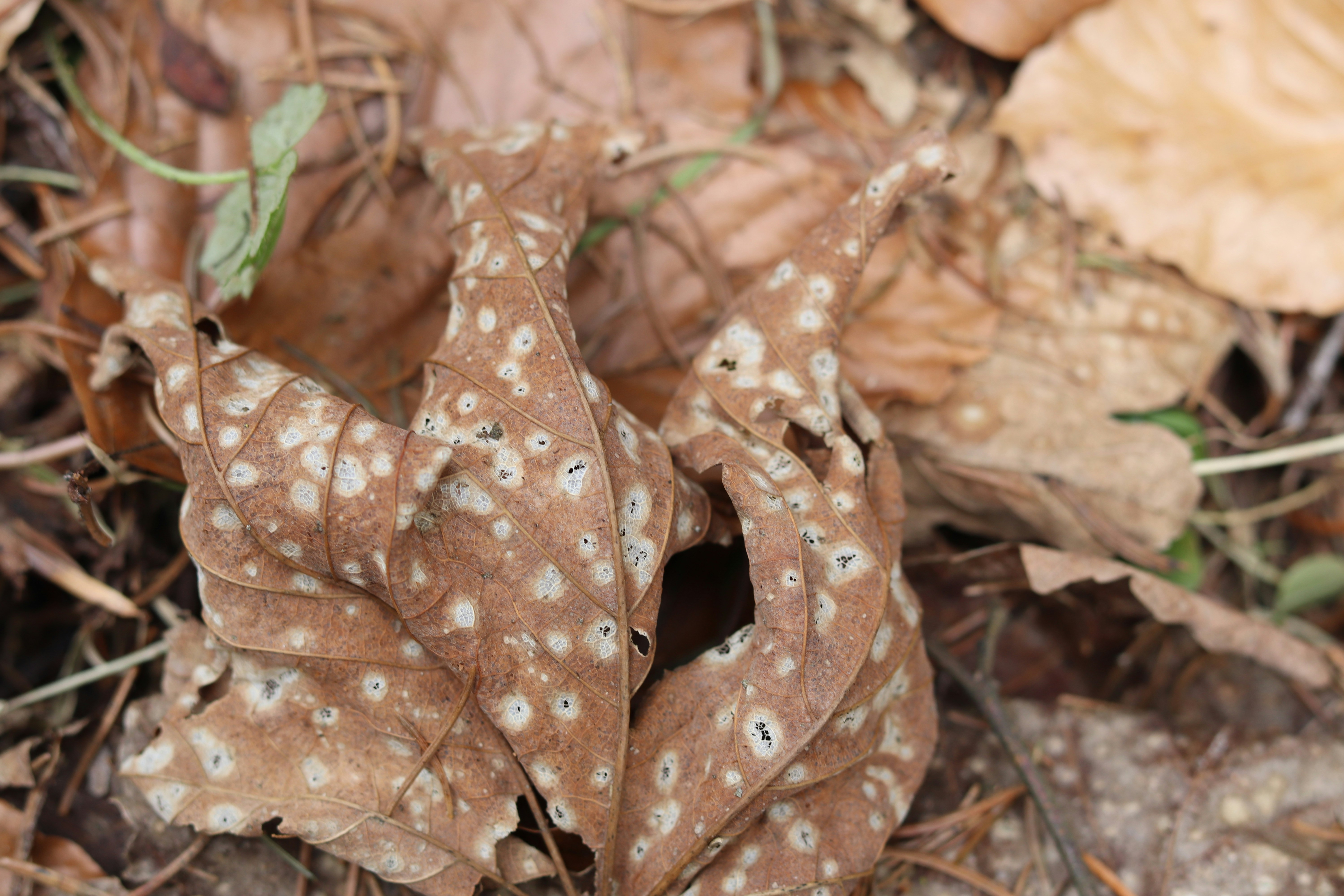 Withered Leaf Manuscript: A Cocoa of Dried Stories