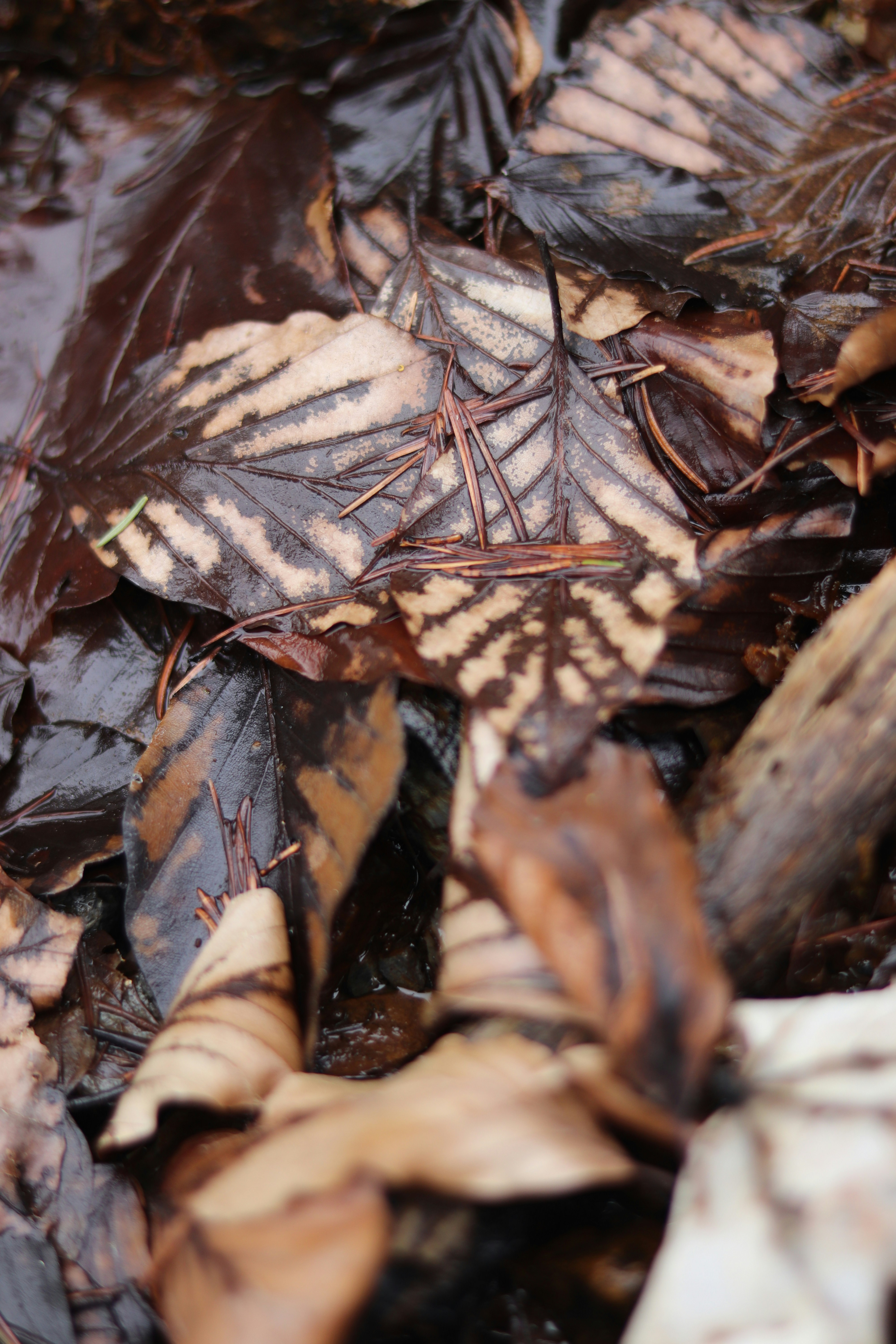 Leaves in a Quiet Forest Floor: Wet Autumn Mosaic