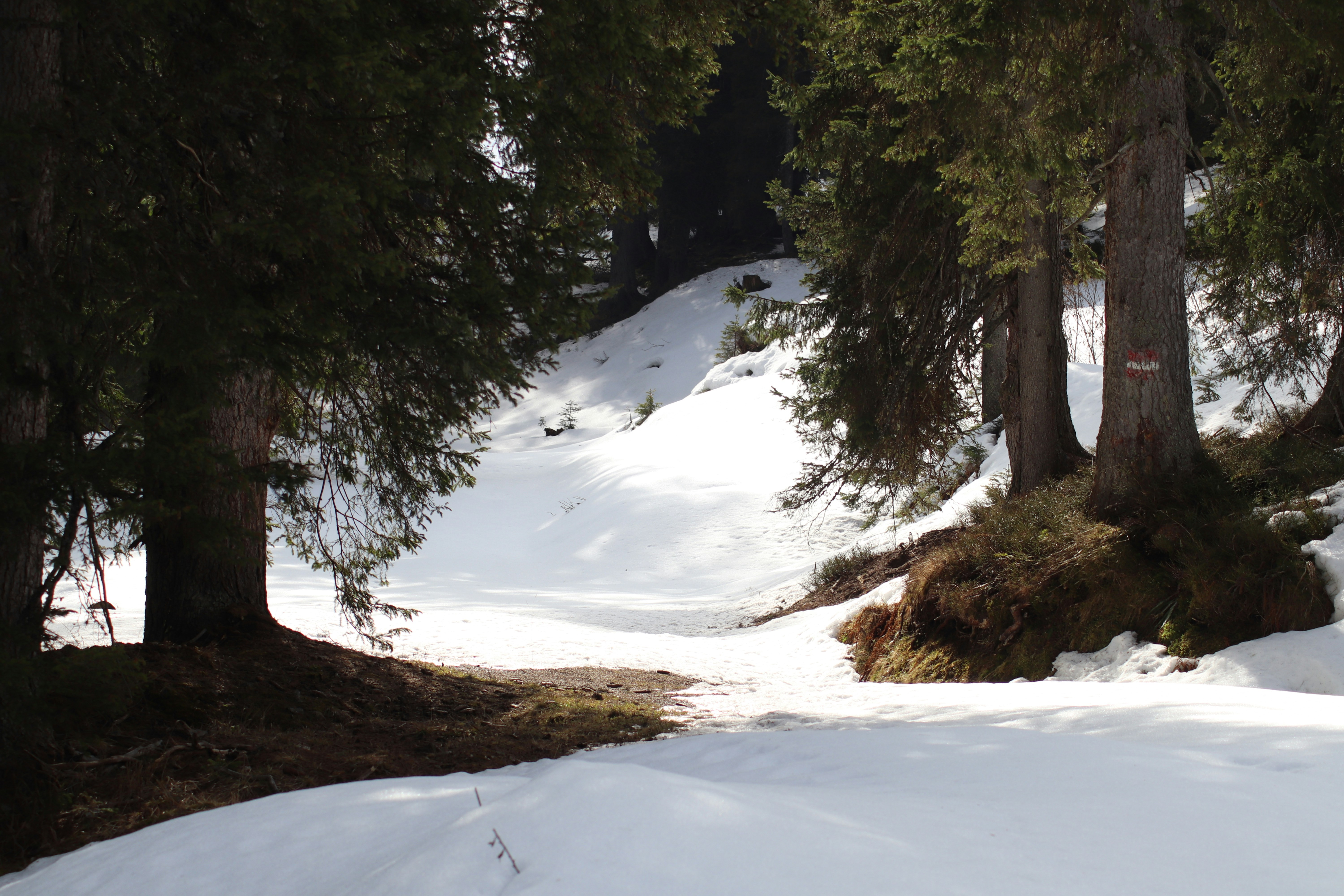 Snowy Path Carved Between Pines