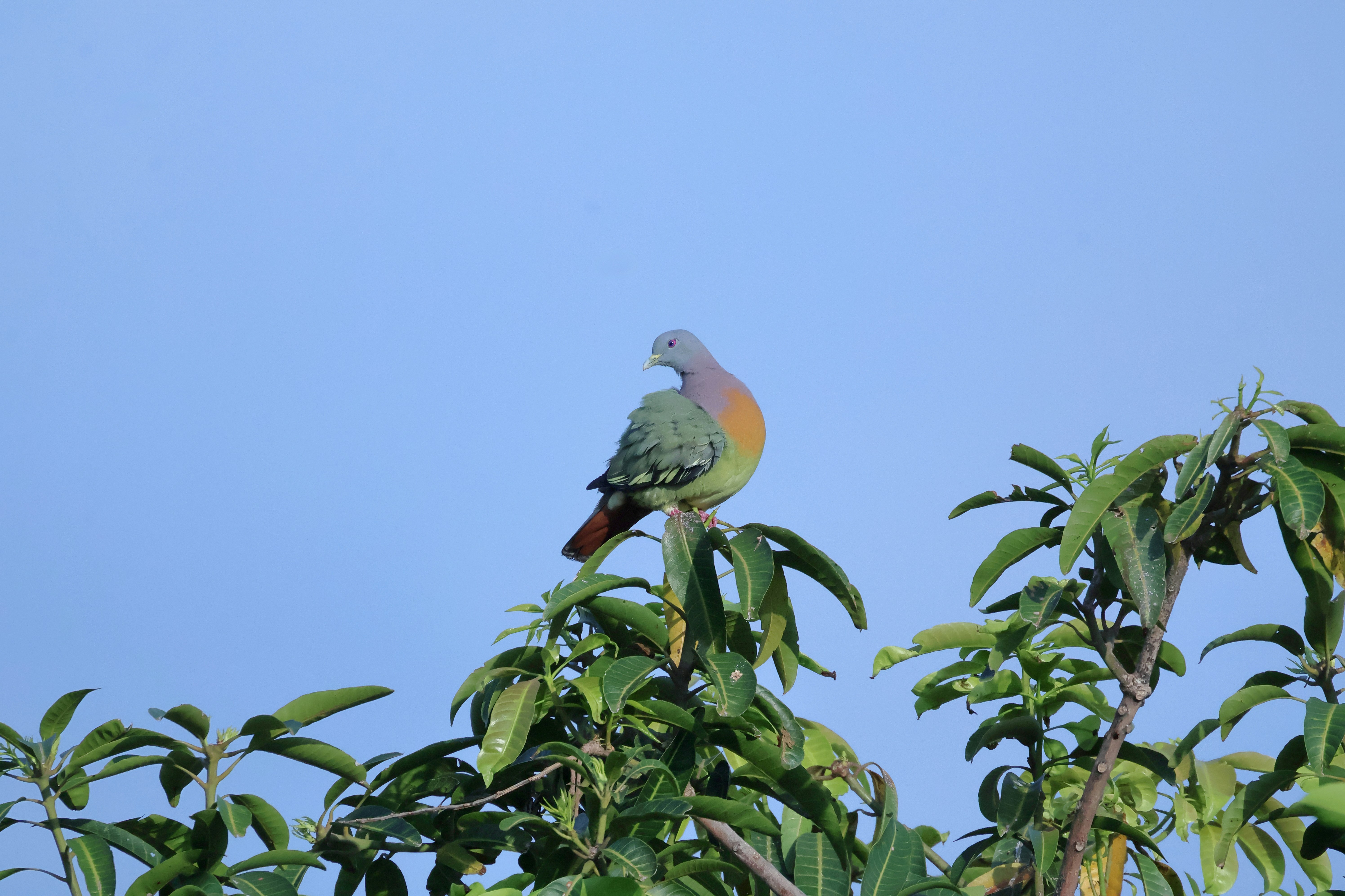 Azure Sky, Golden Bird: A Finch-Laced Perch Above the Orchard