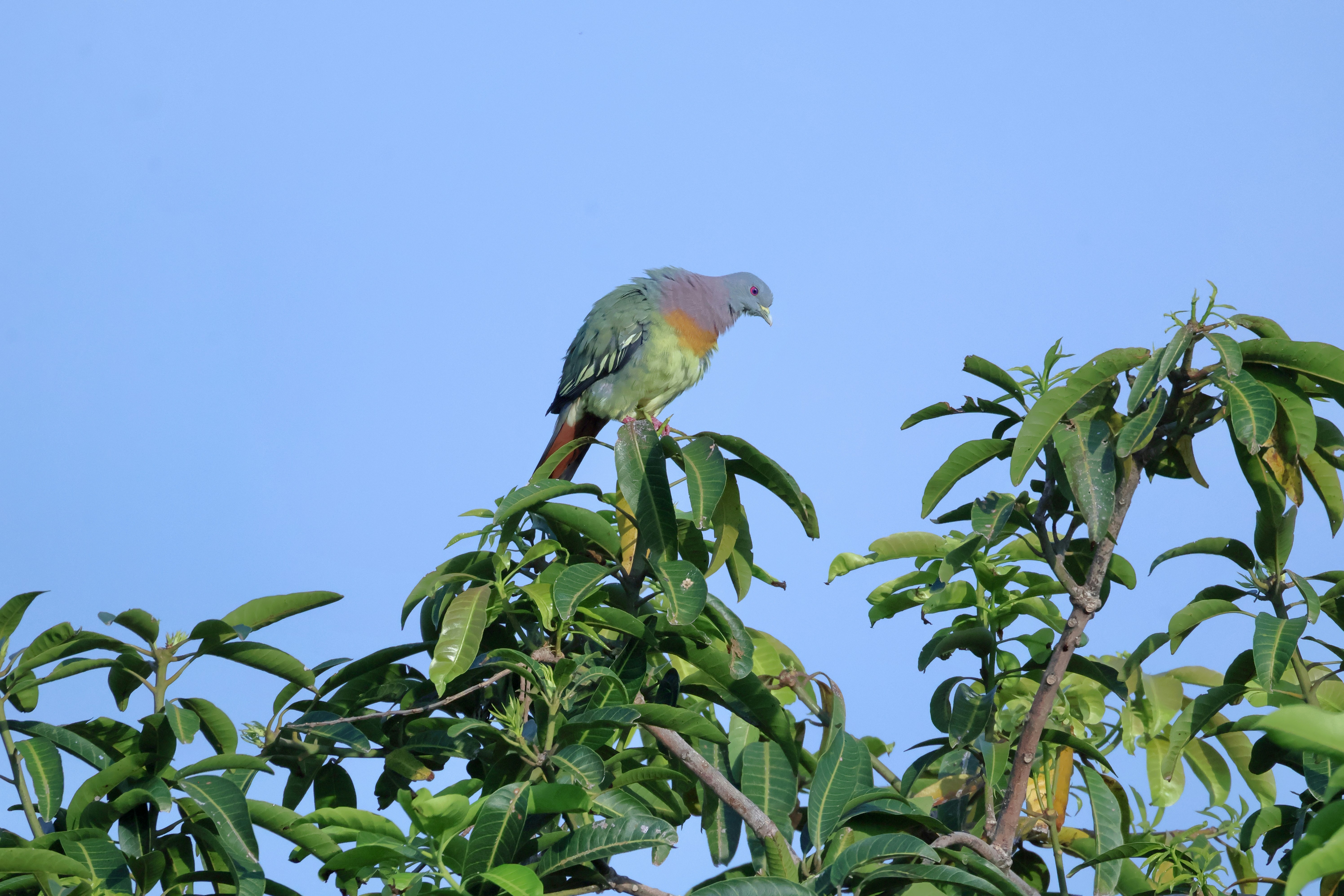 Azure Sky Visitor: A Parrot Perched Among Verdant Canopy