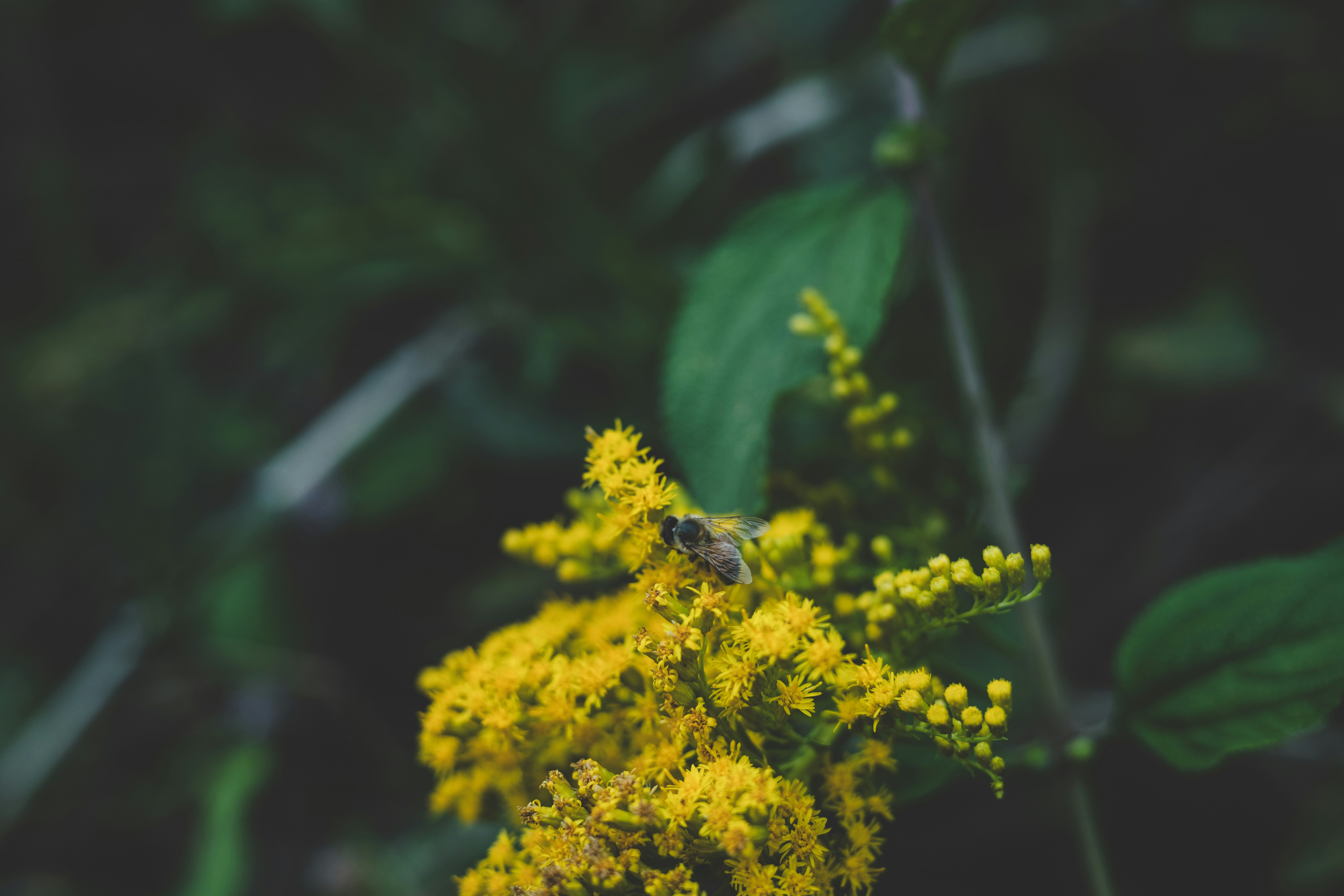 Golden Umbrellas: Yellow Bloom in Quiet Green