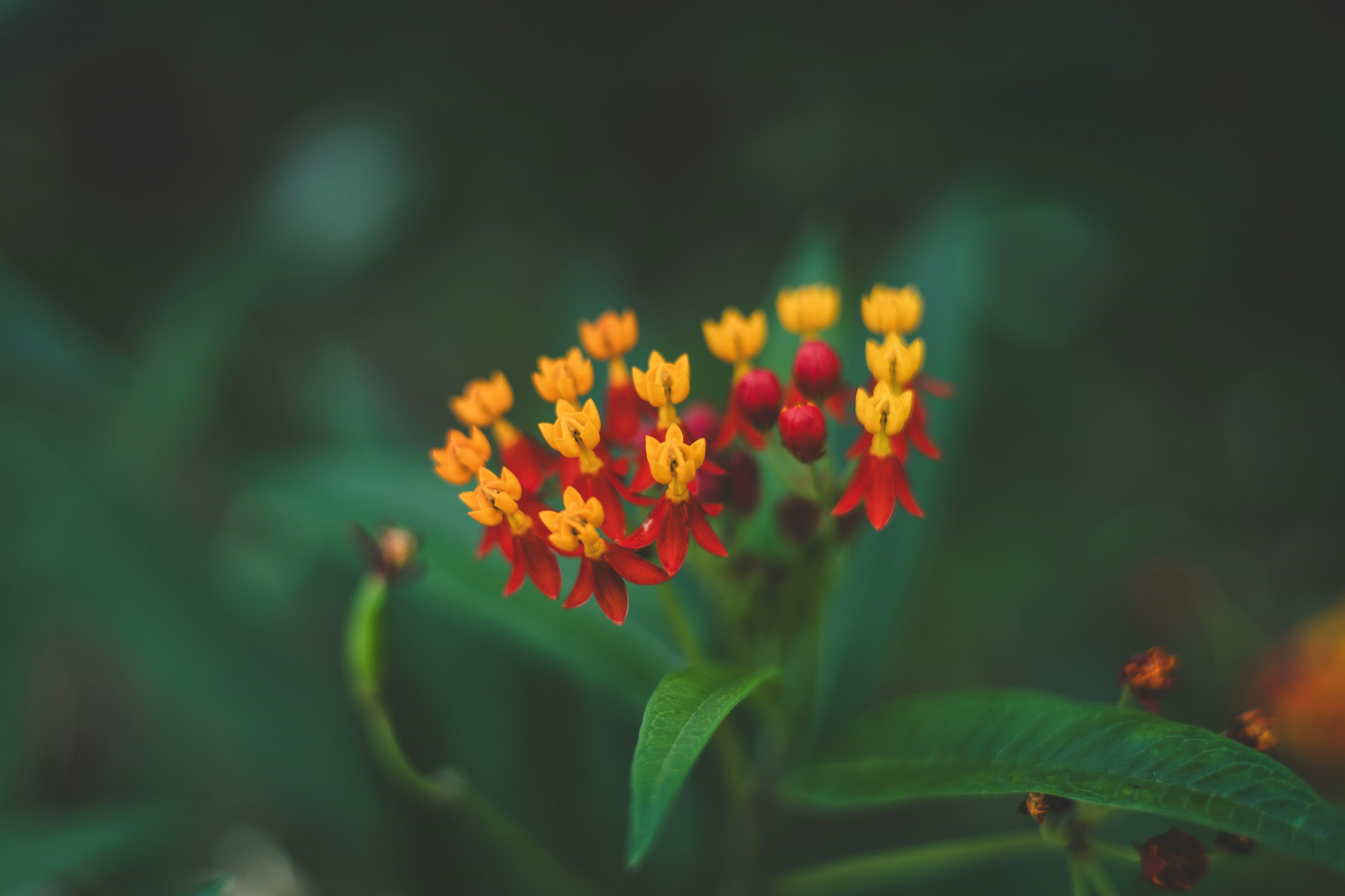Vivid Cluster: Warm-toned Lantana Glow in Soft Focus
