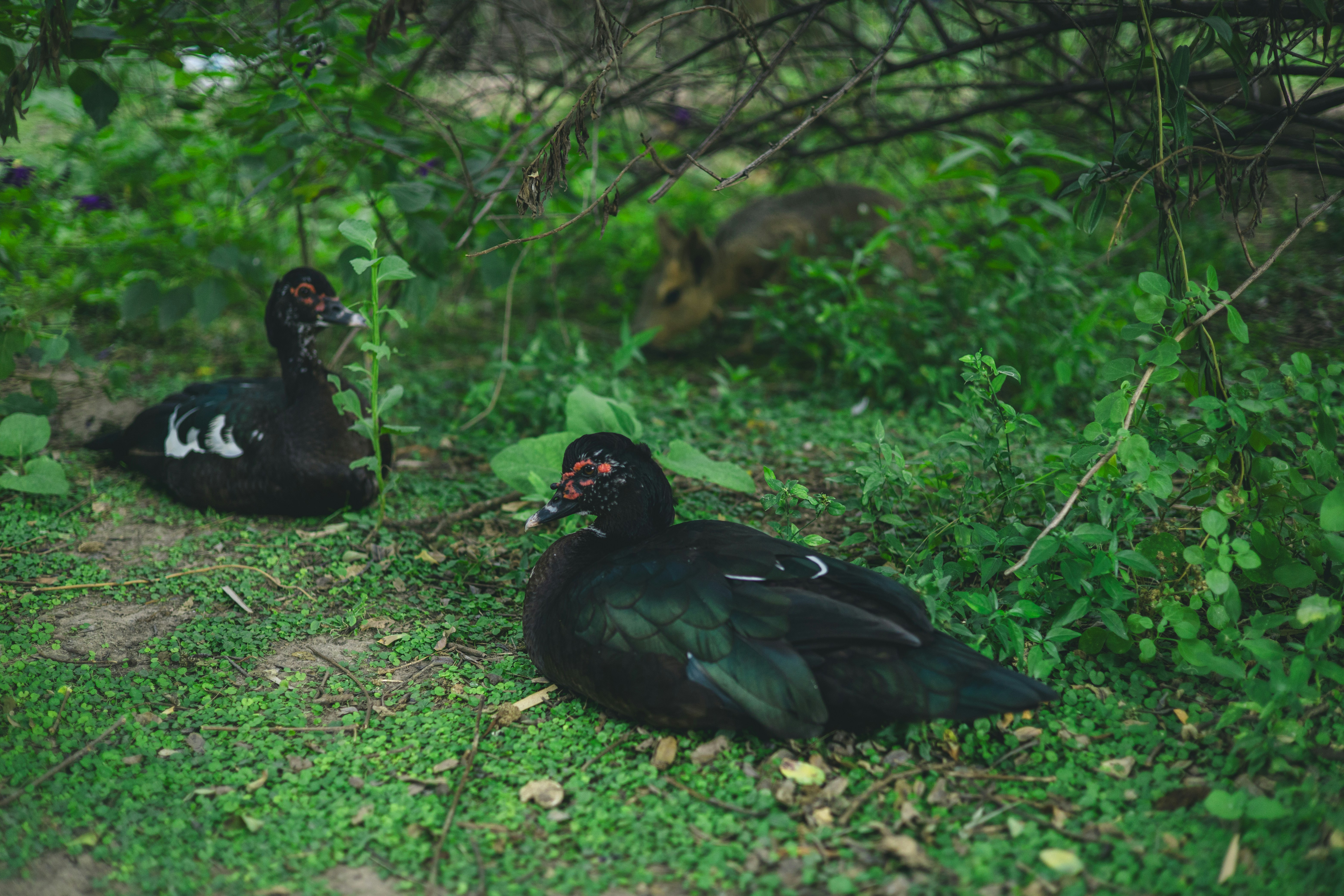 Midfield Watchers: Two Black Ducks Resting Under Green Canopy