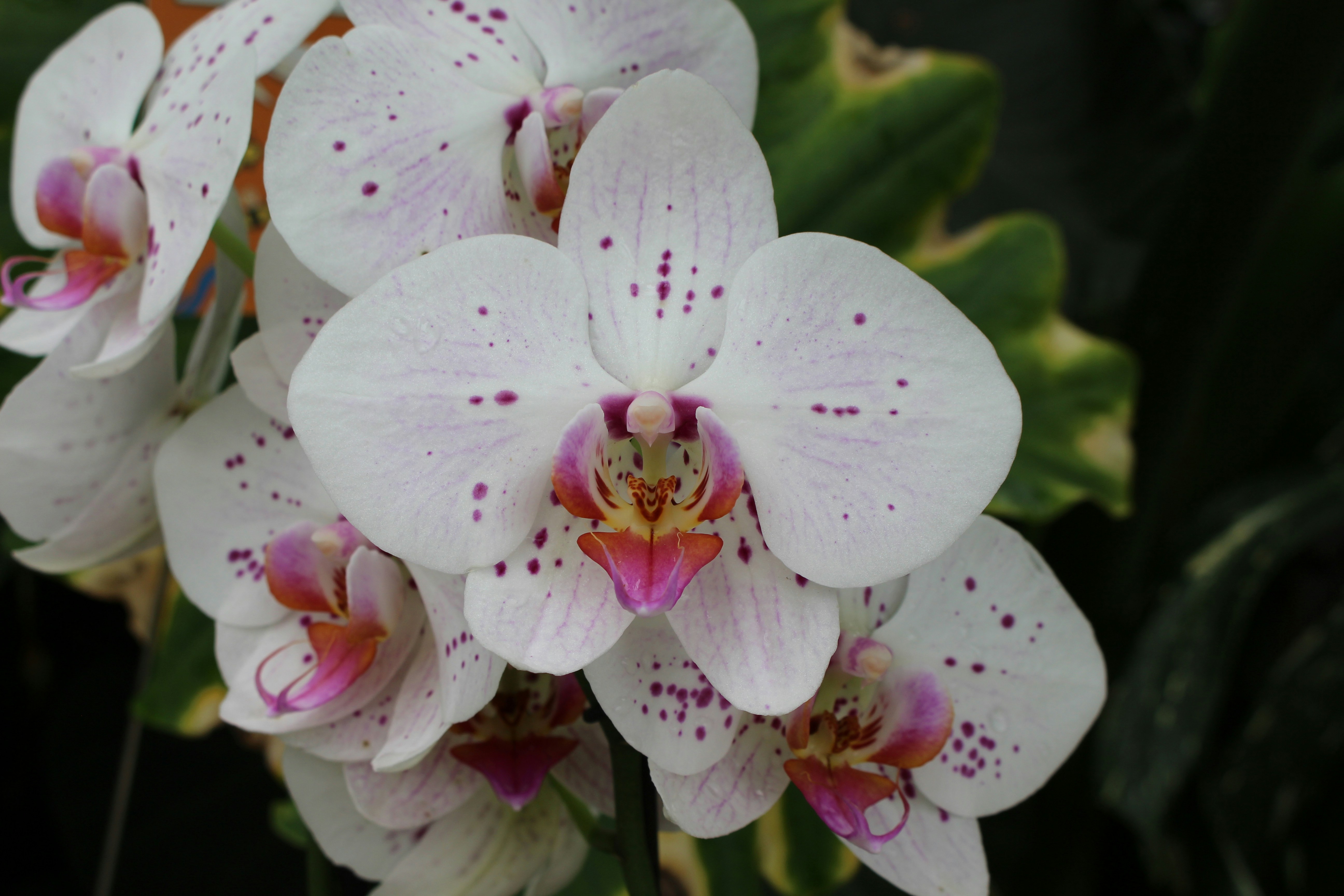 White Orchid Crown: Close-up of a Clustered Bloom with Pink Lip accents
