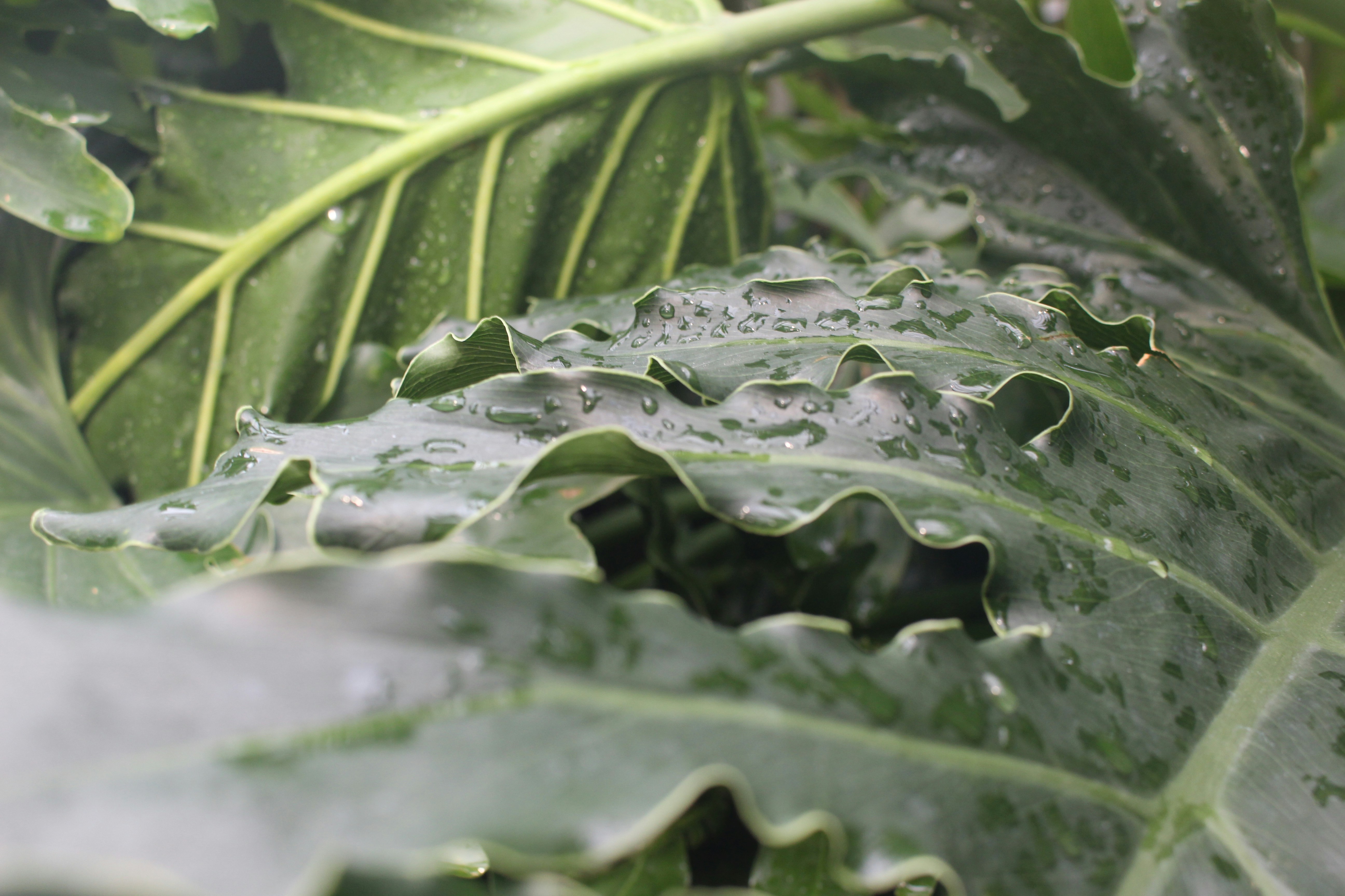 Dew-kissed Kale: A Macro Moment in Green