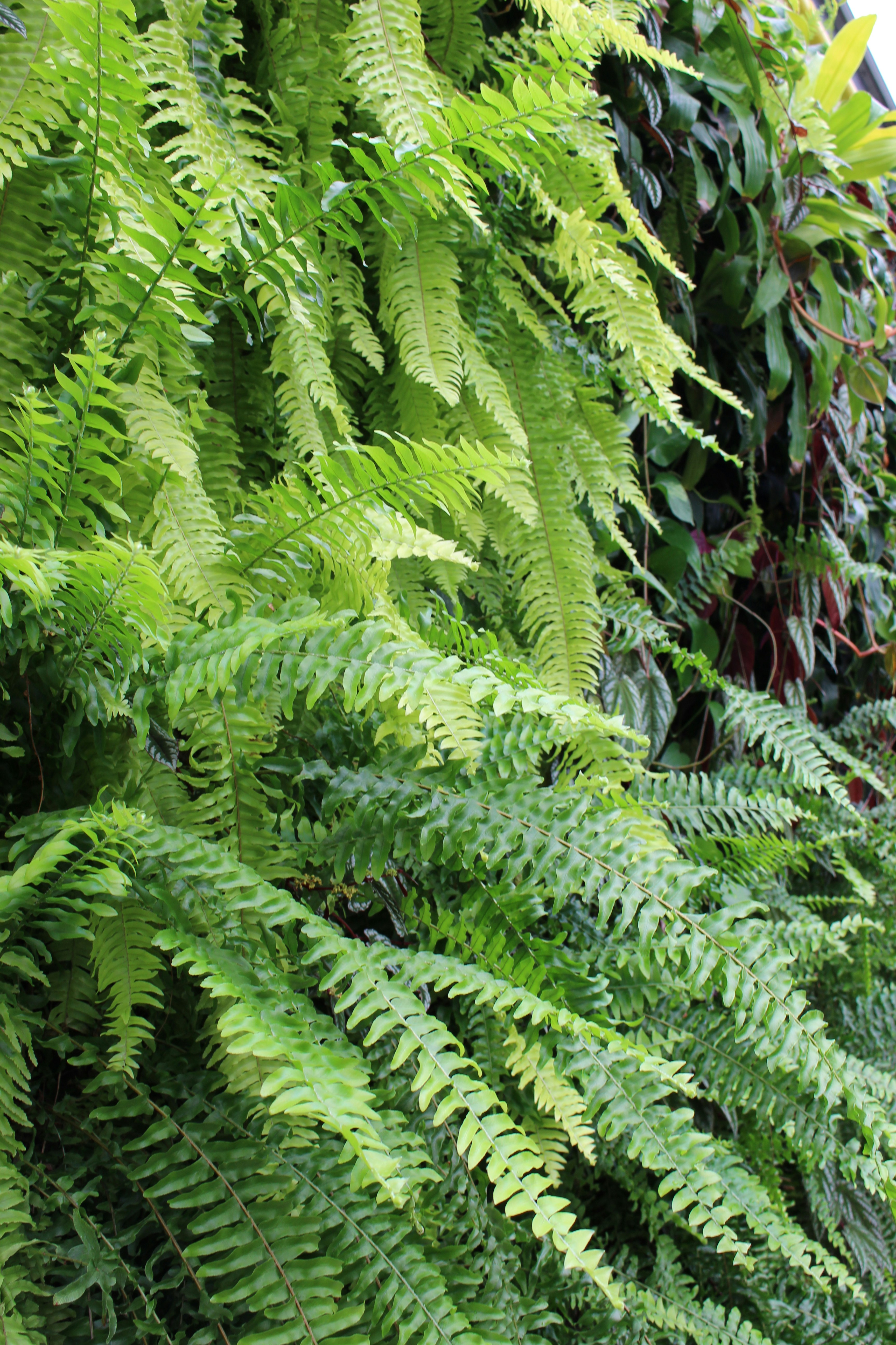 Emerald Fern Cascade in a Lush Plant Wall