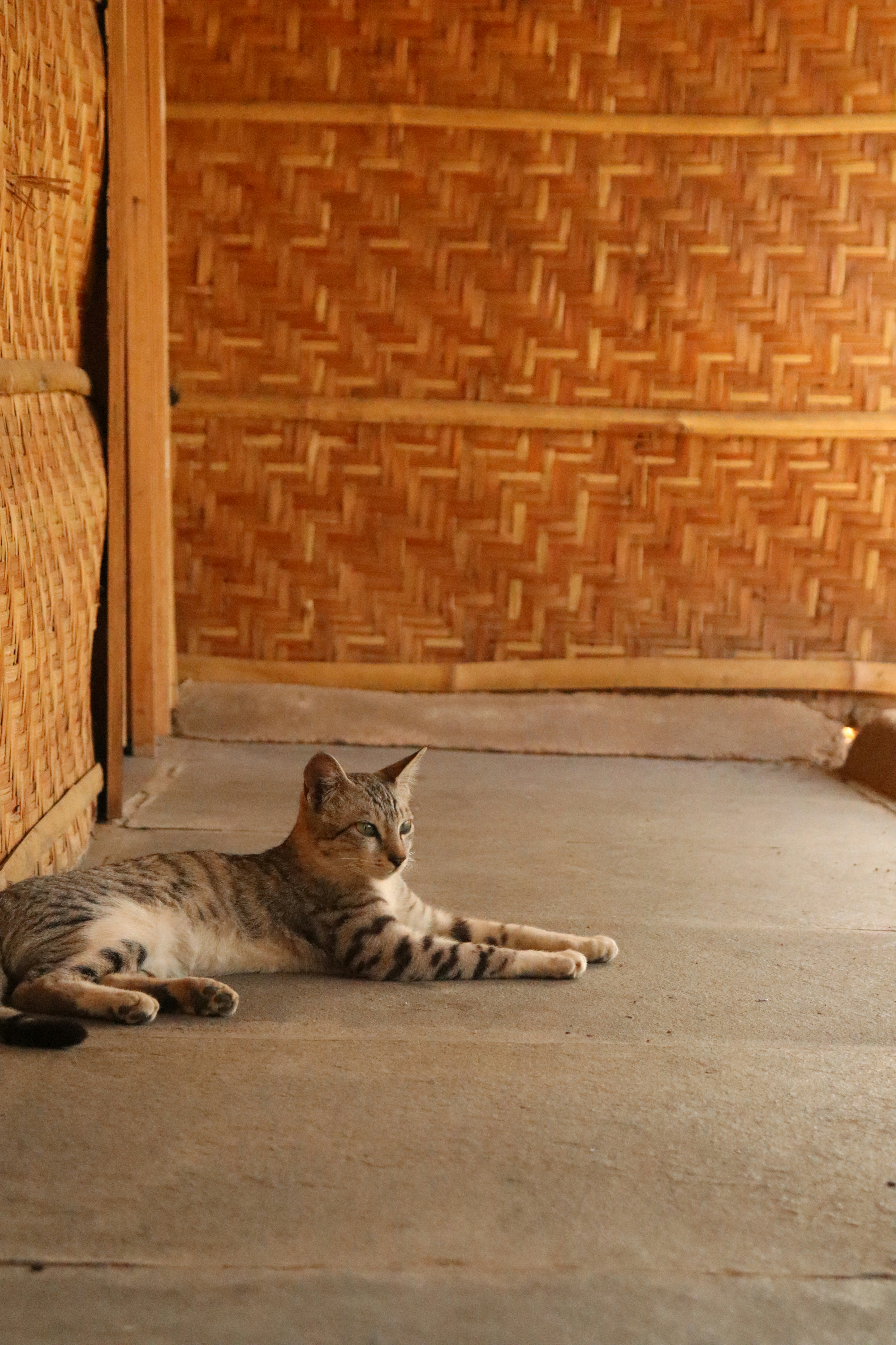 Calm Cat at the Threshold of a Woven Wall