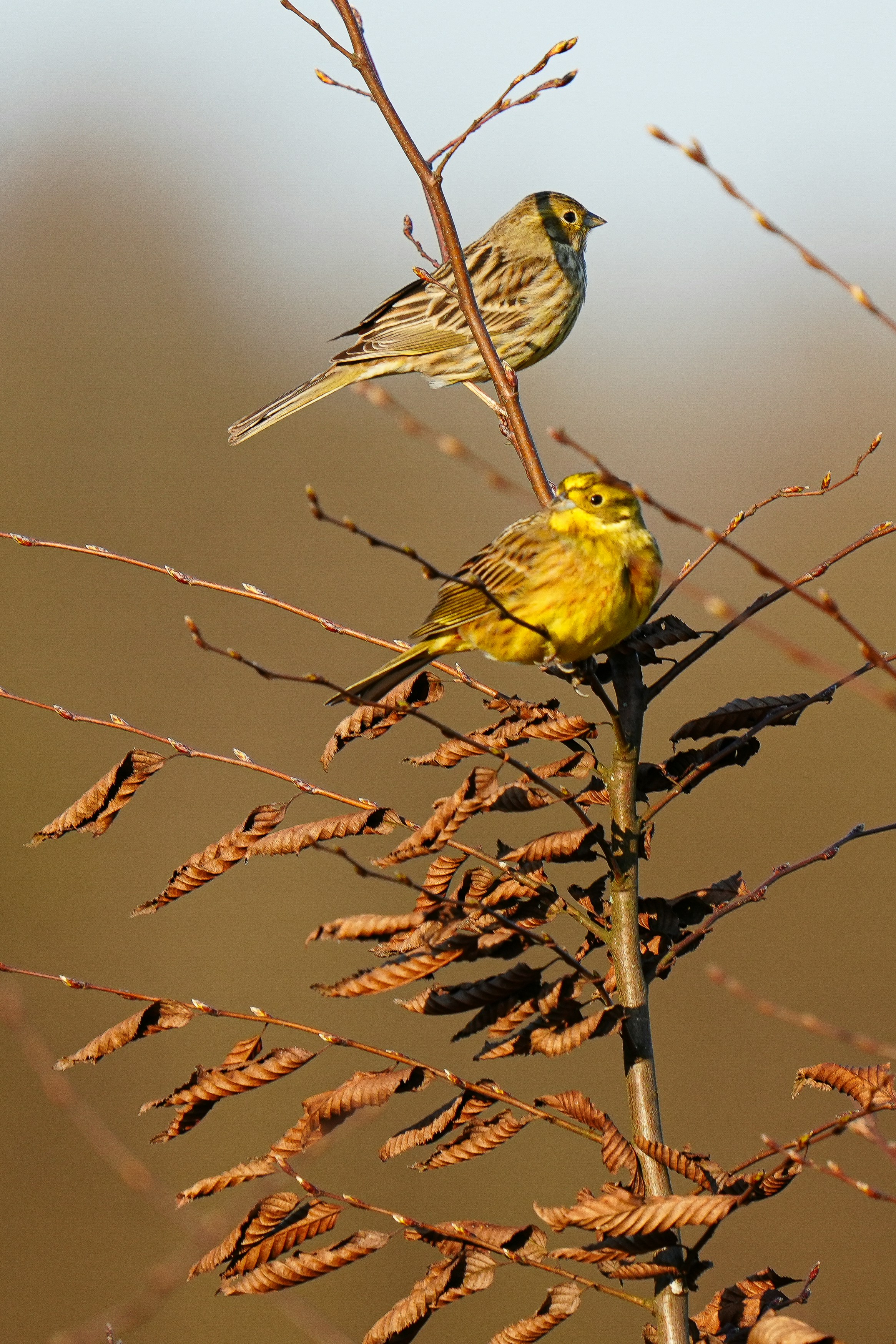 Pair of Warblers on a Bare Branch: a Tale in Autumn Light