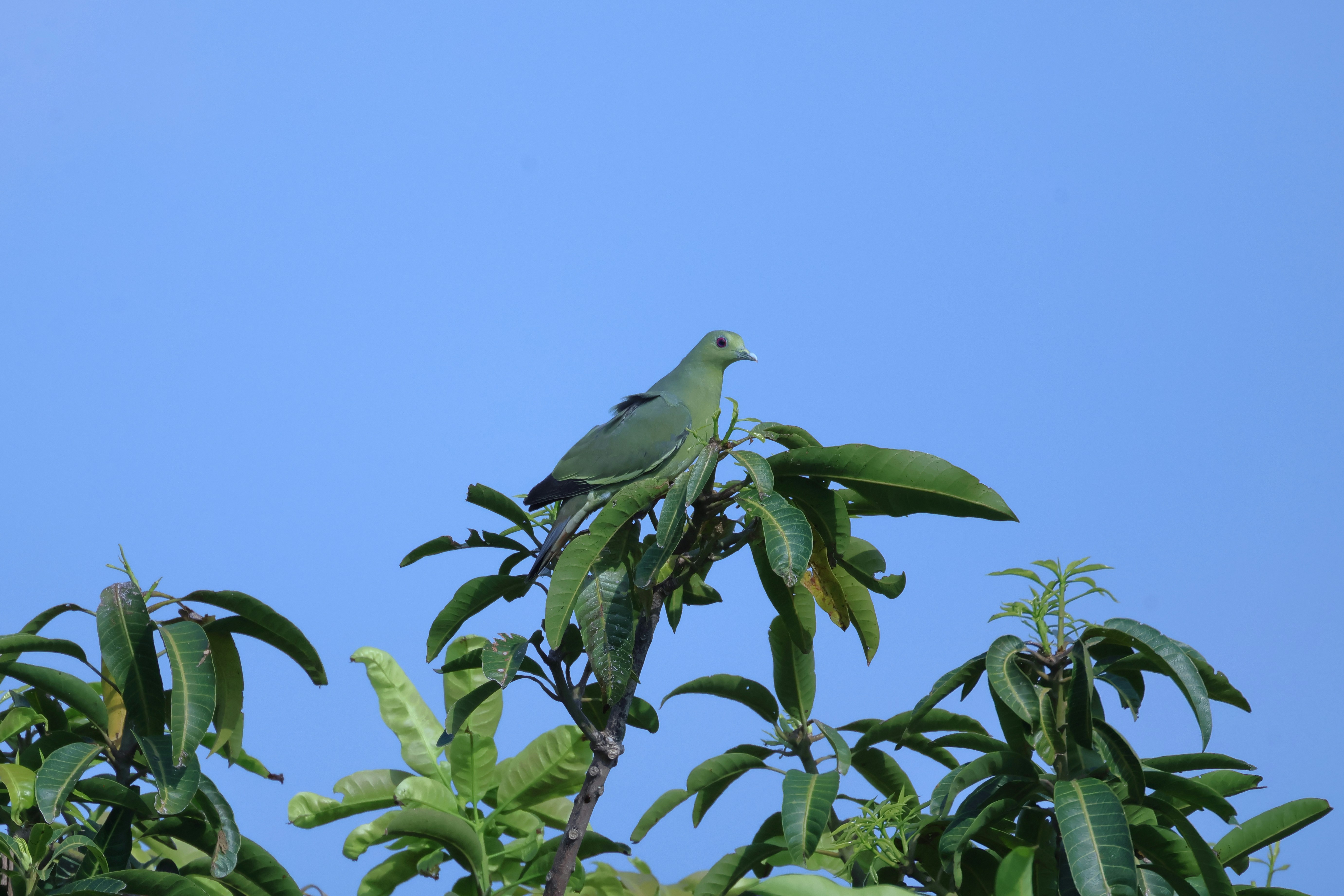 Green Song on the Orchard Crown
