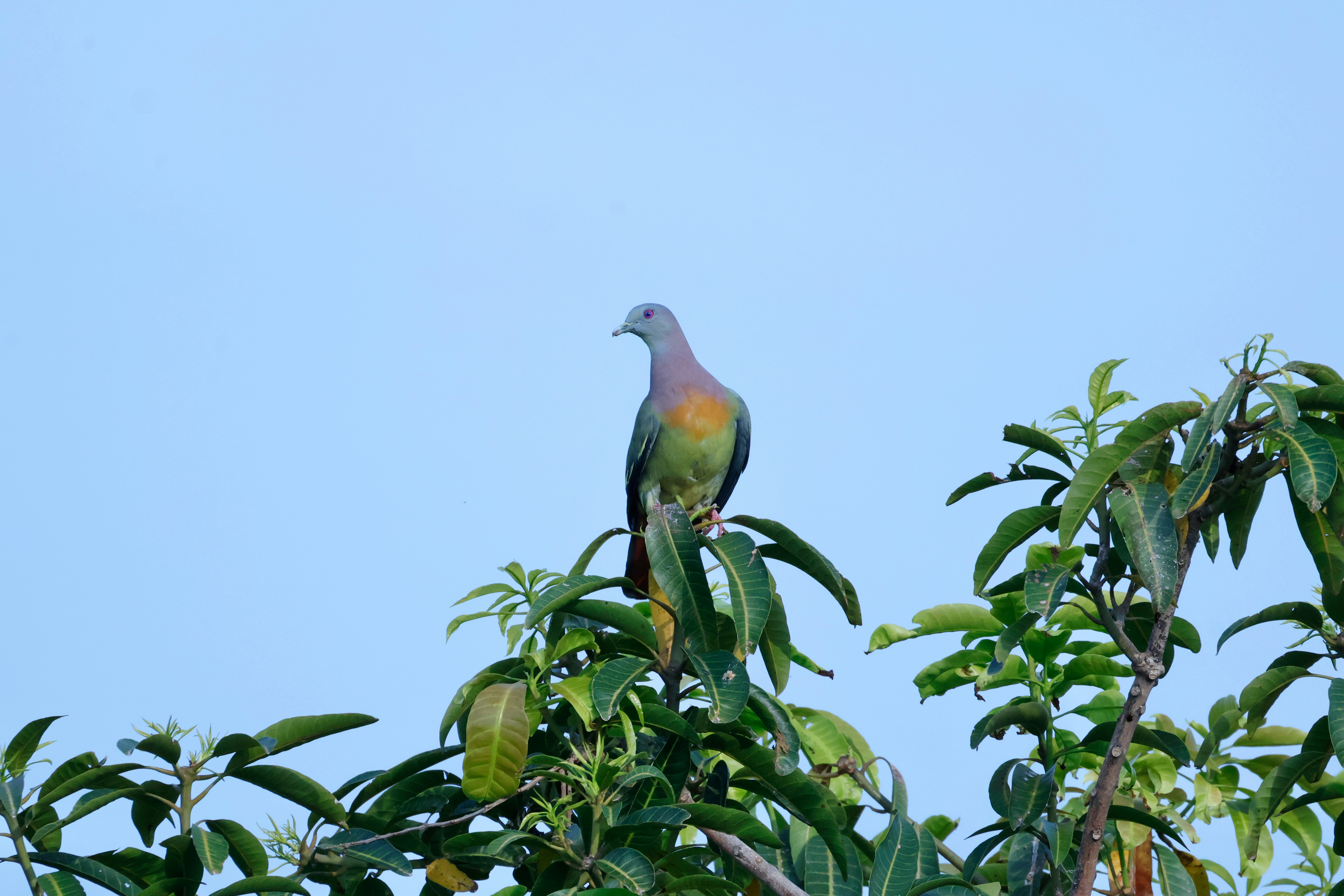 Verdant Perch: A Hued Dove Amid Citrus-Leaf Canopy
