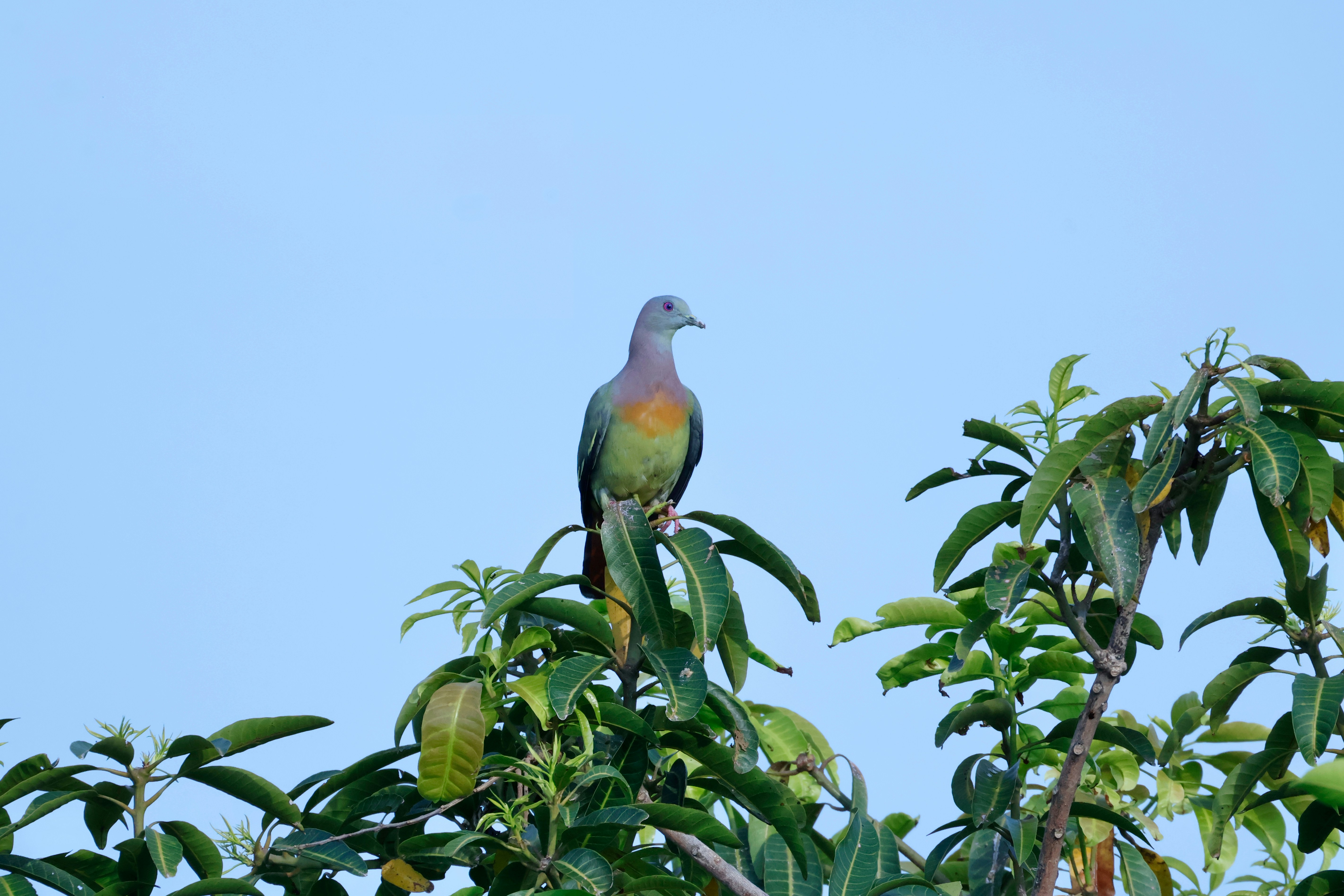 Skyward Moment: A Dappled Pigeon Perched Amid Green Canopy