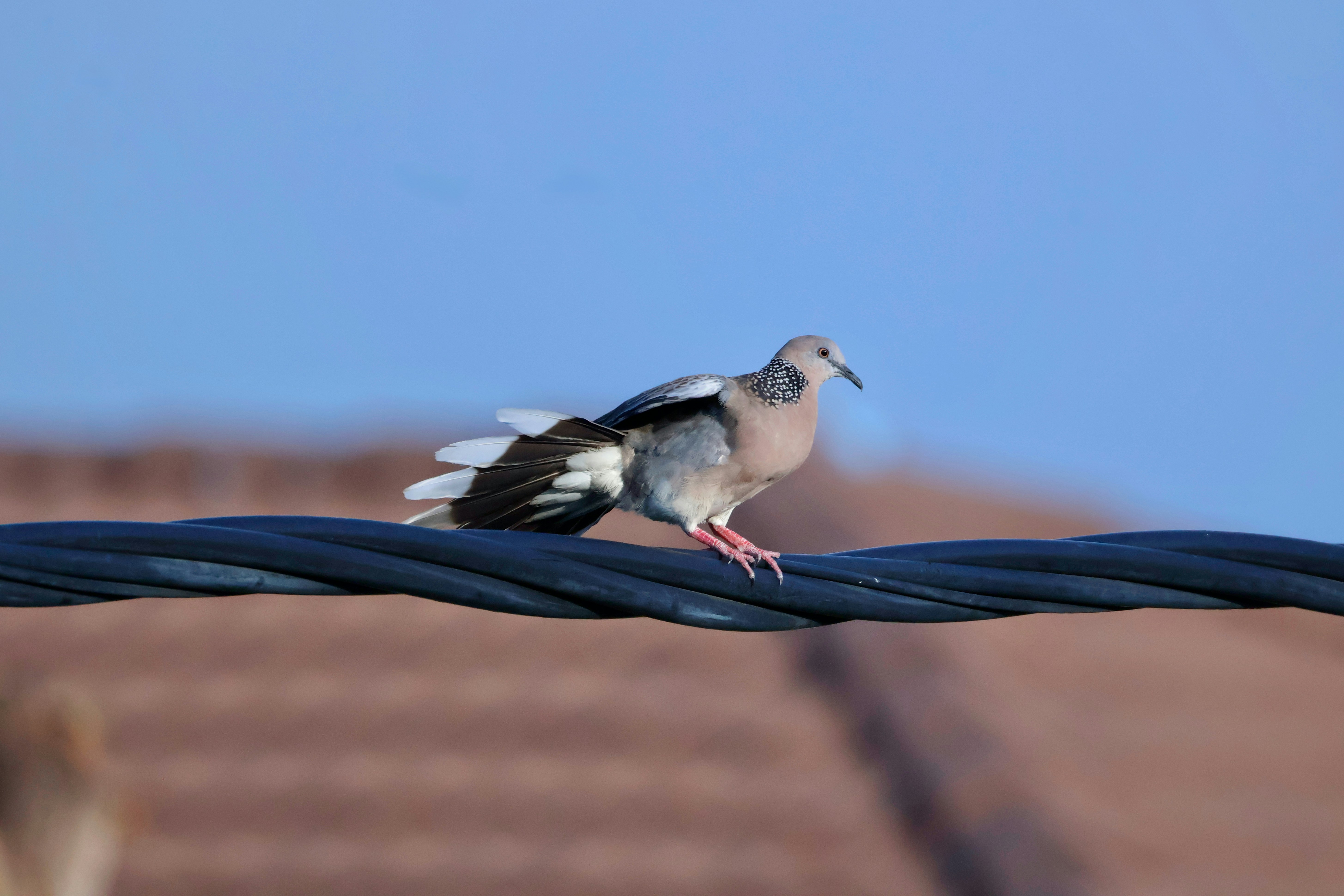 Pigeon on a Wire: Grace in a Quiet Desert Light