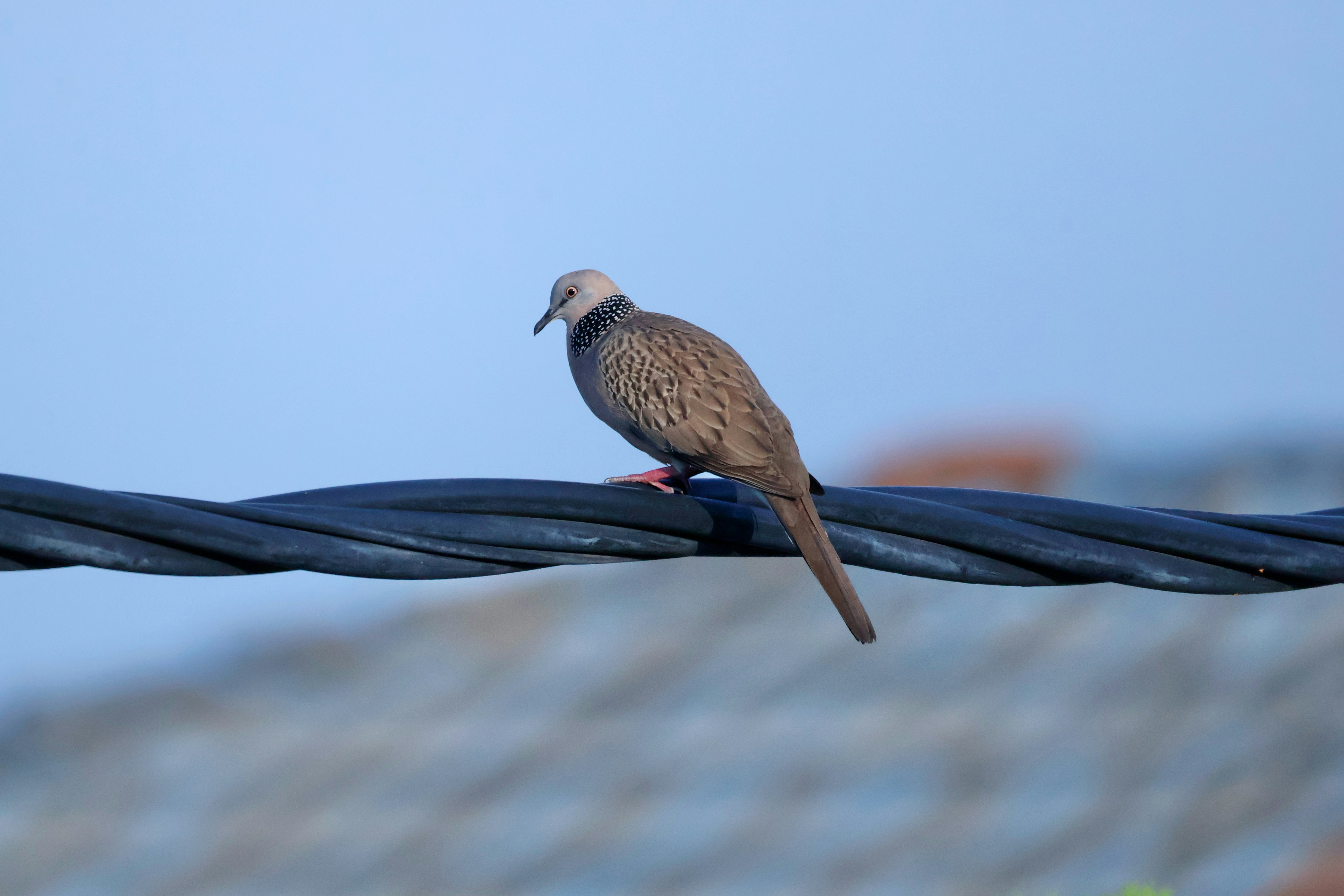 Single urban dove perched on twisted cable against a pale sky