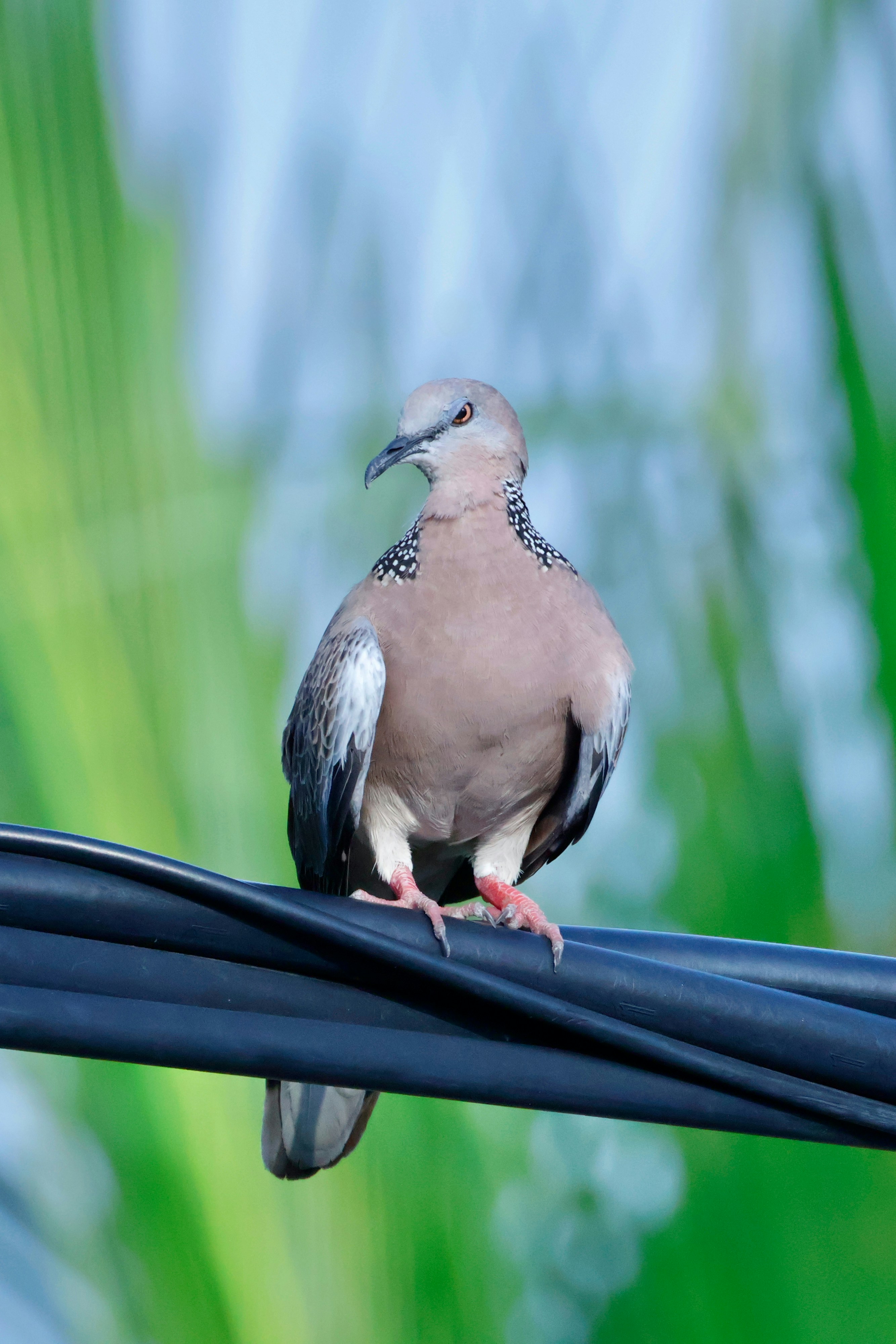 Pigeon on a Power Line: Quiet Confidence Against Green Veil