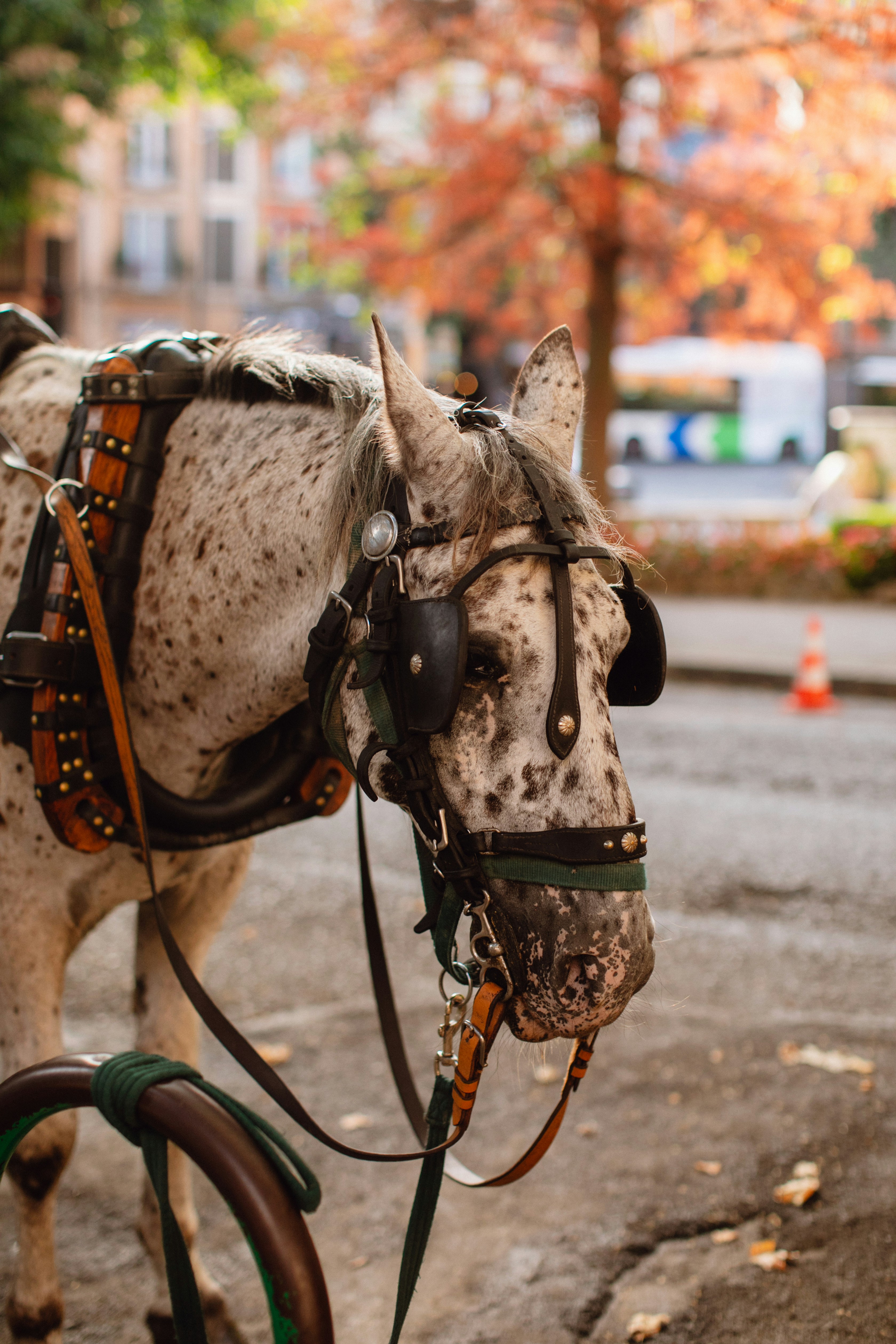 Dusty-hued steed in a city square: autumn light on a working horse