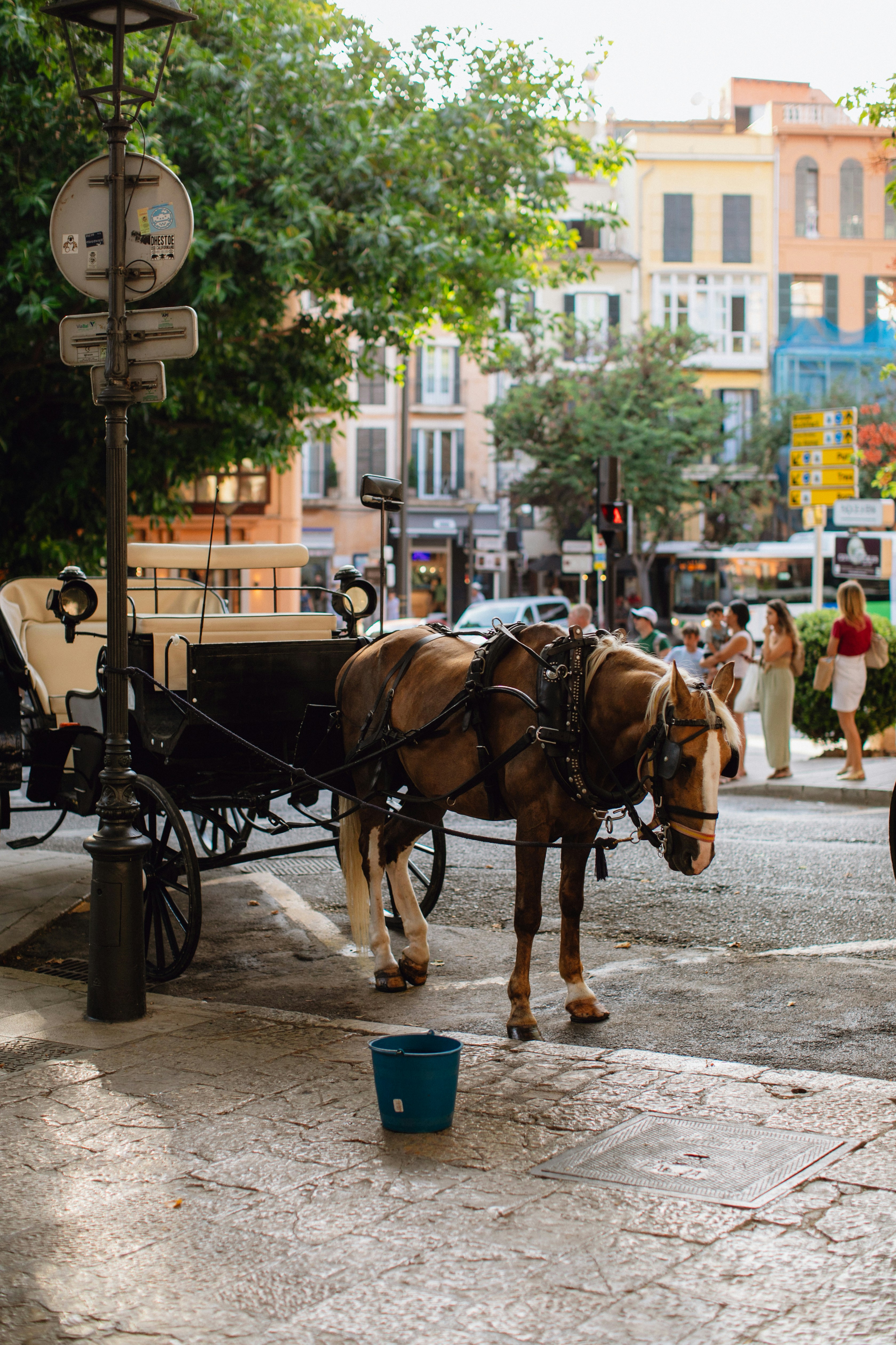 Streetside Equine Moment: Horse and Carriage in a Sunlit European Street