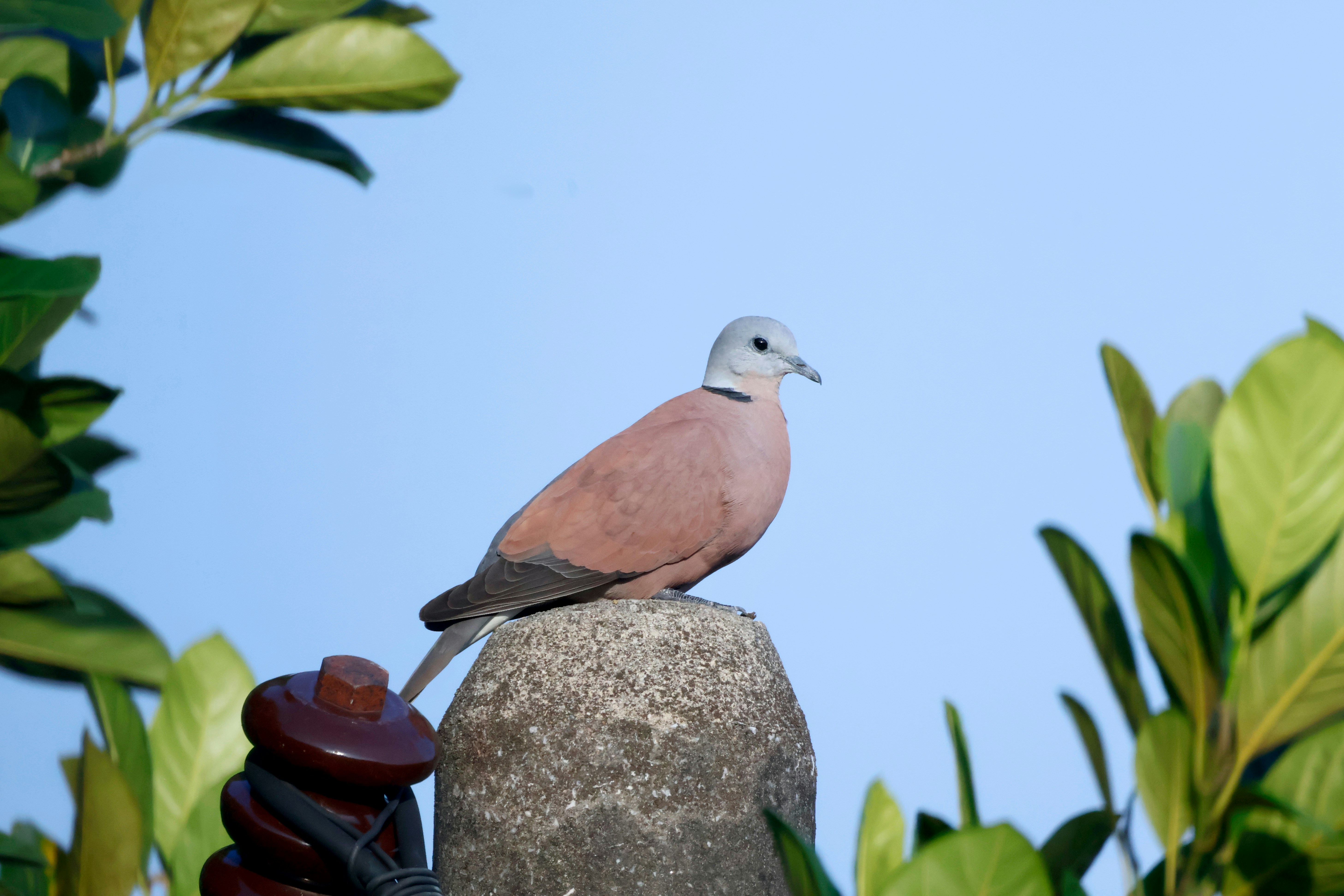 Stone Perch: Pink Dove with Blue Sky