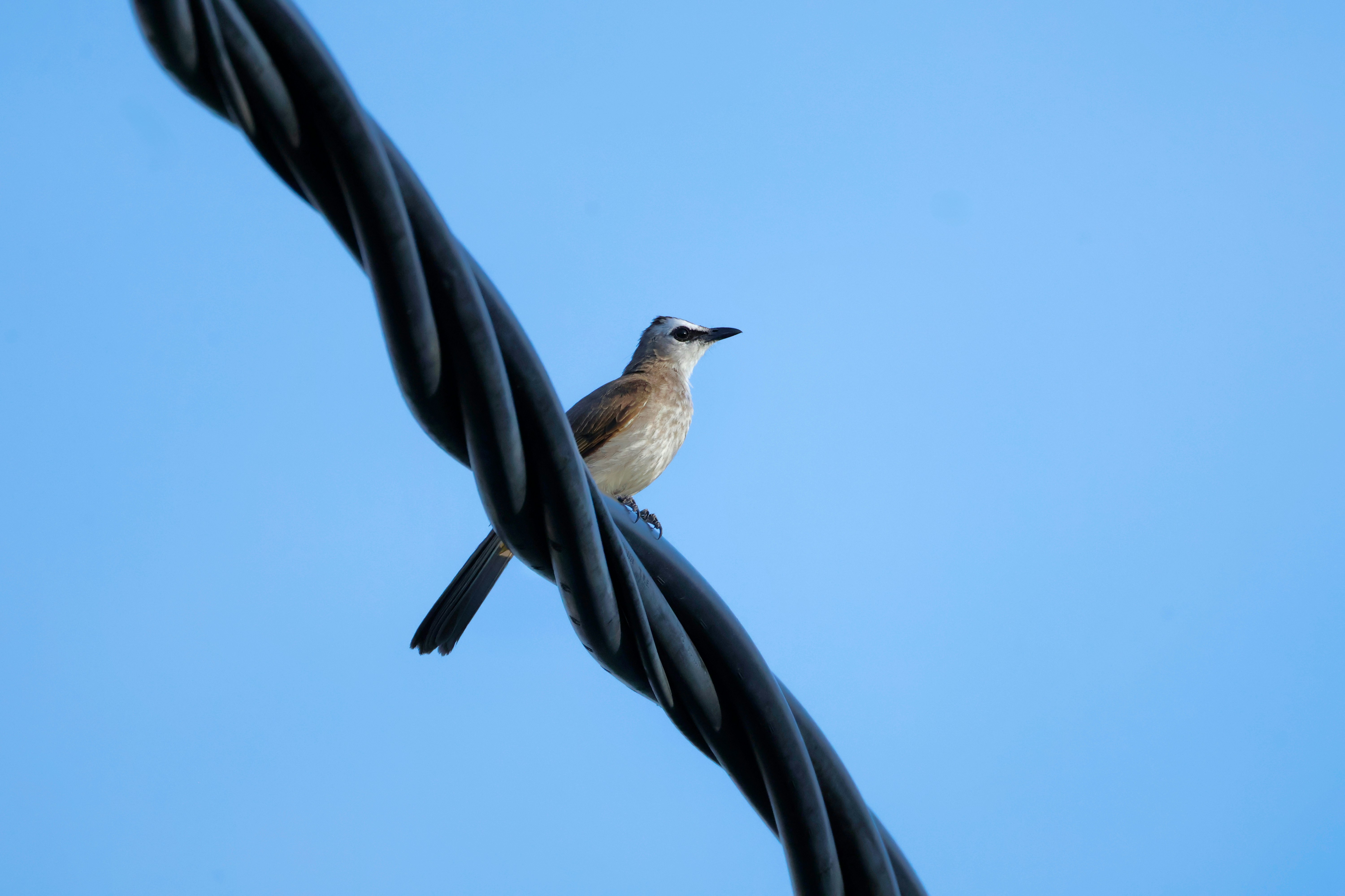 Perched on a Coil: A Songbird on a Wire Against a Clear Sky