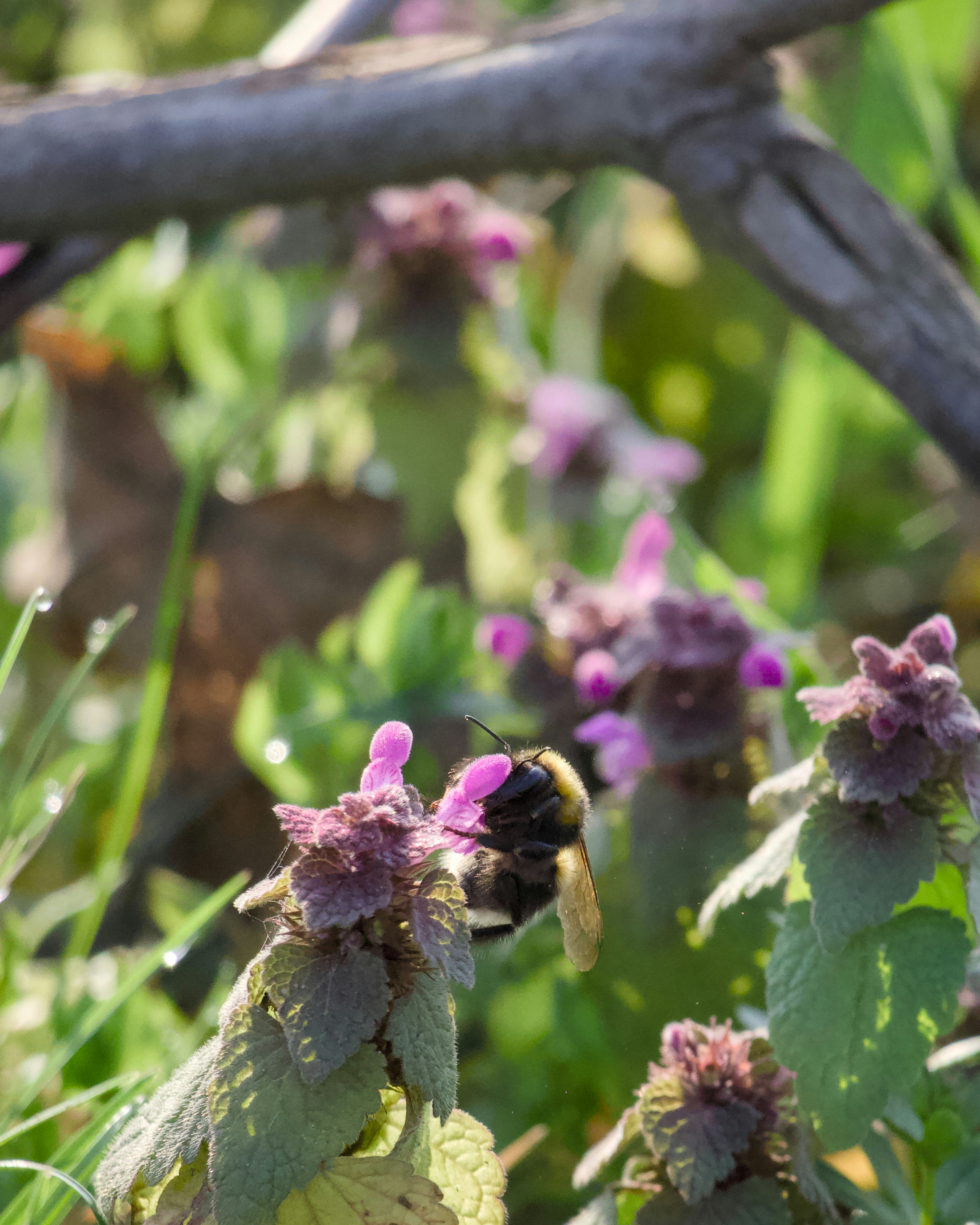 Bumblebee at the Lavender Bloom