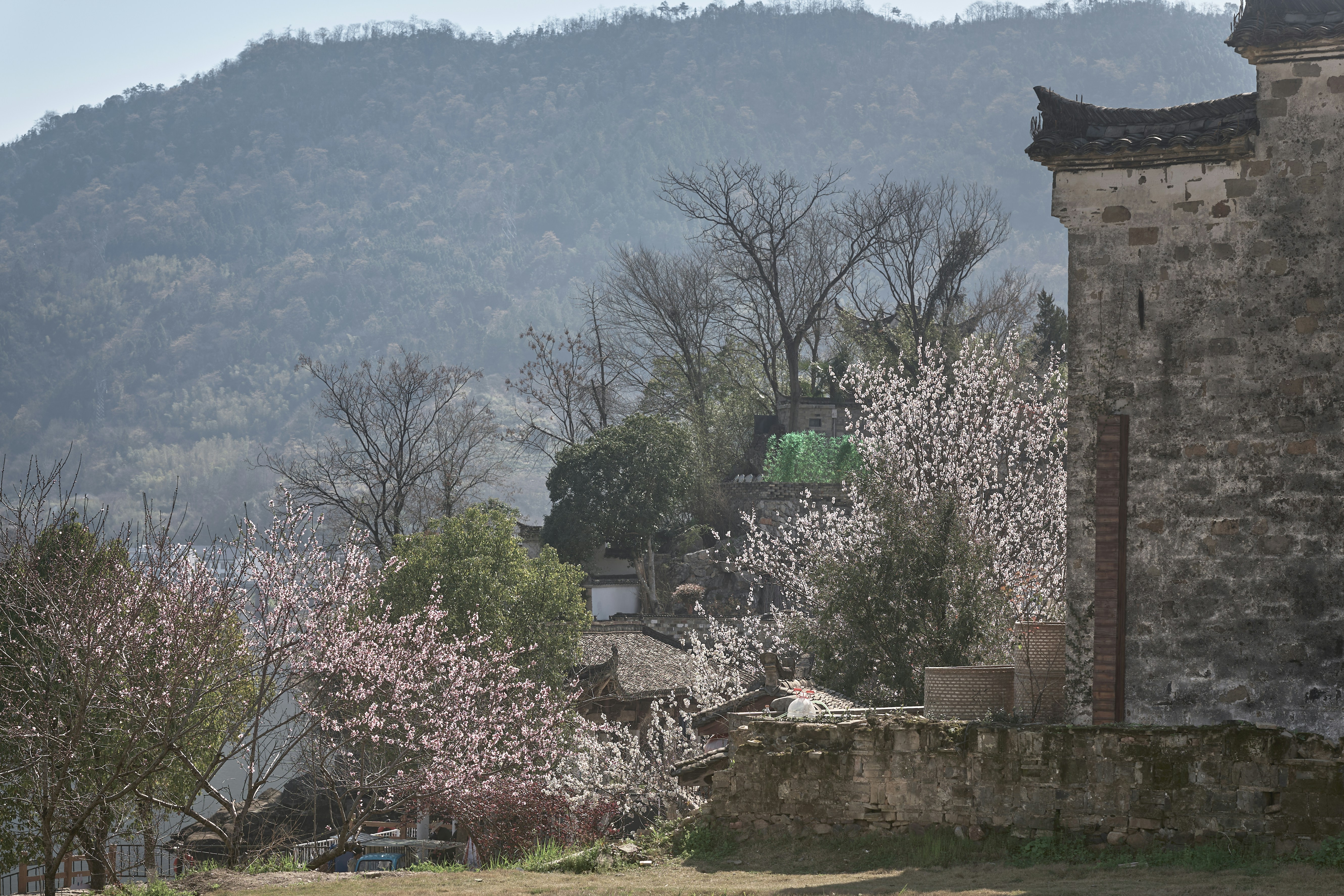 Blossoms Beside The Ancient Wall