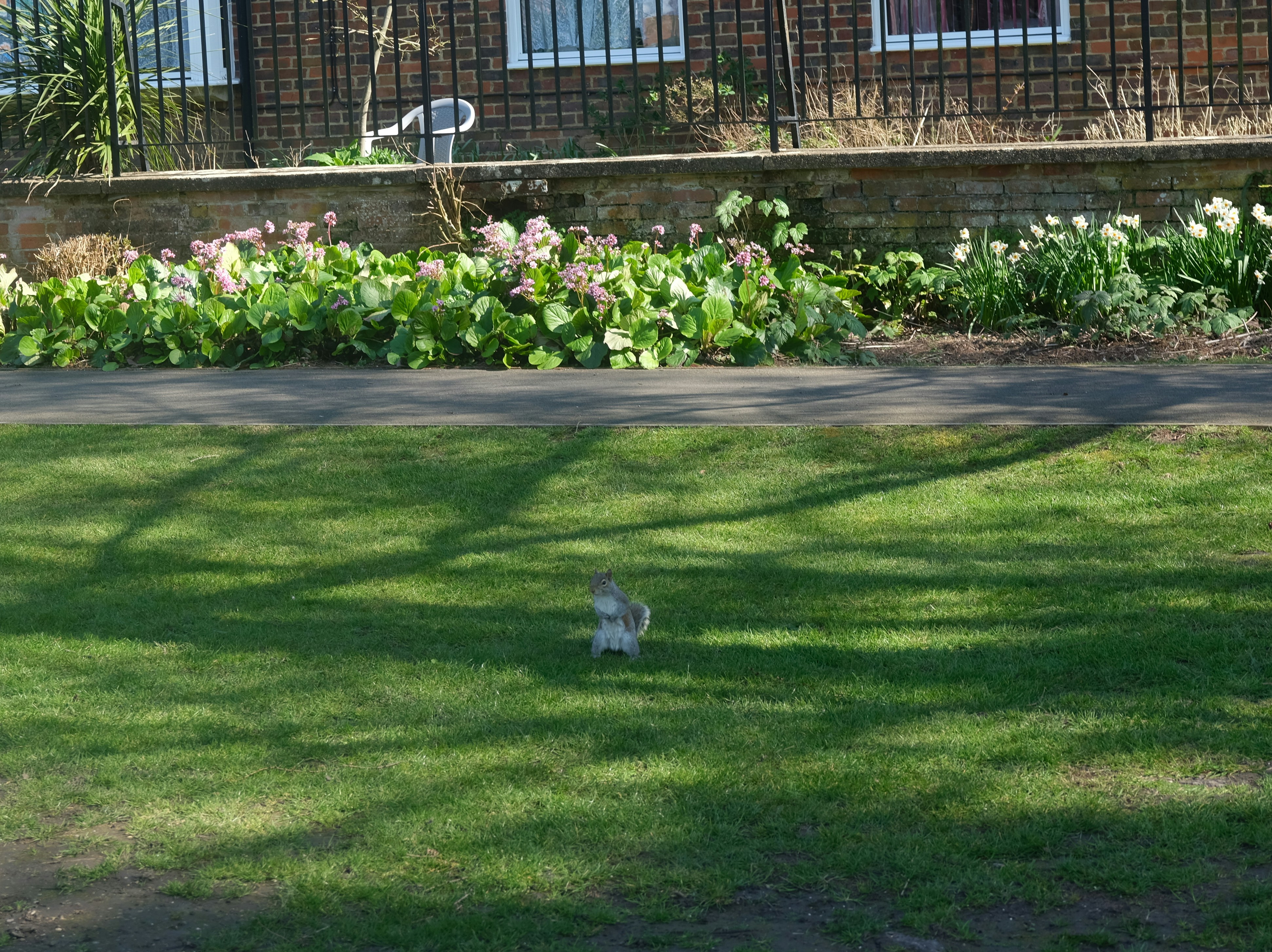 Whisper of a Cat in the Lawn