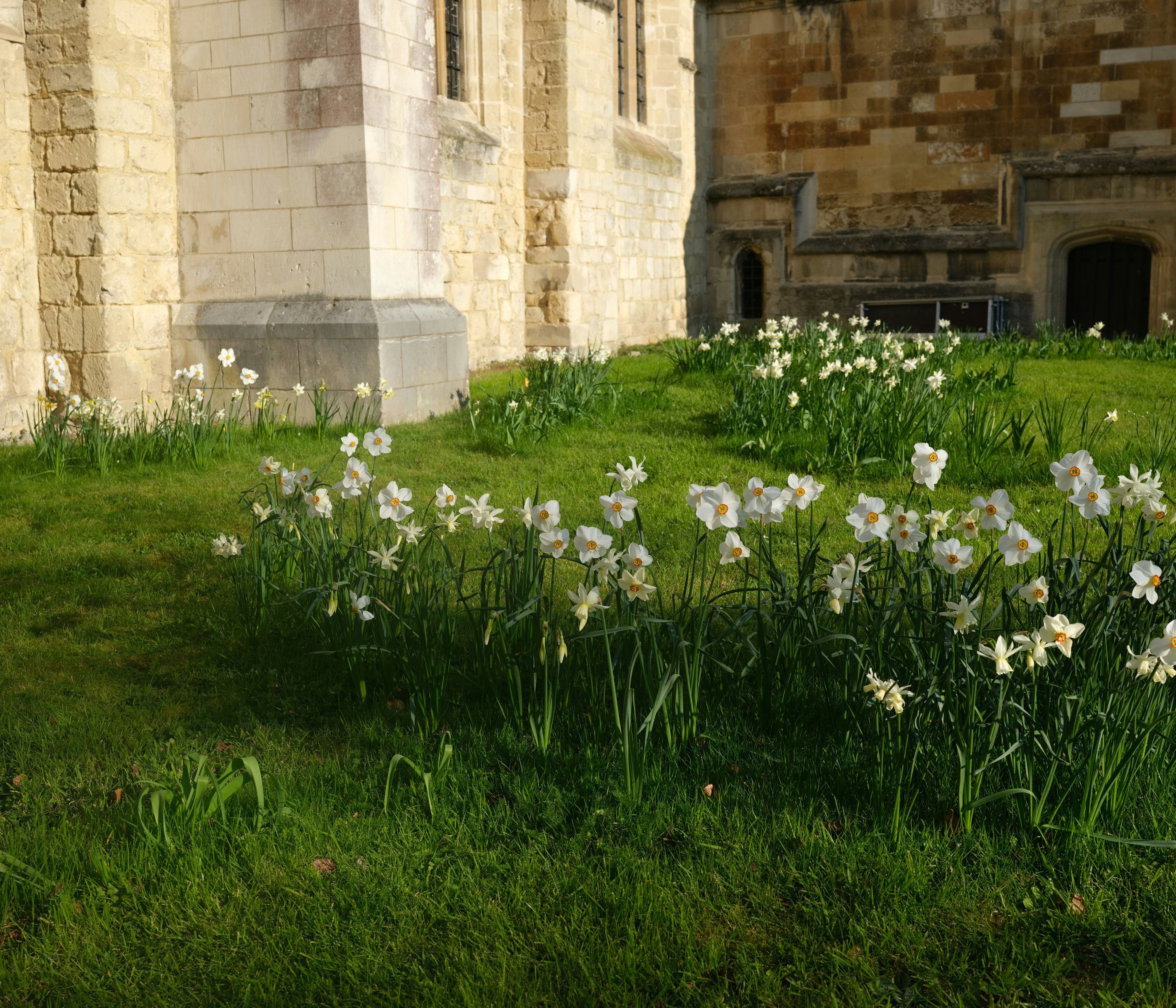 Sunlit Narthex Bloom: Daffodils at the Abbey Wall
