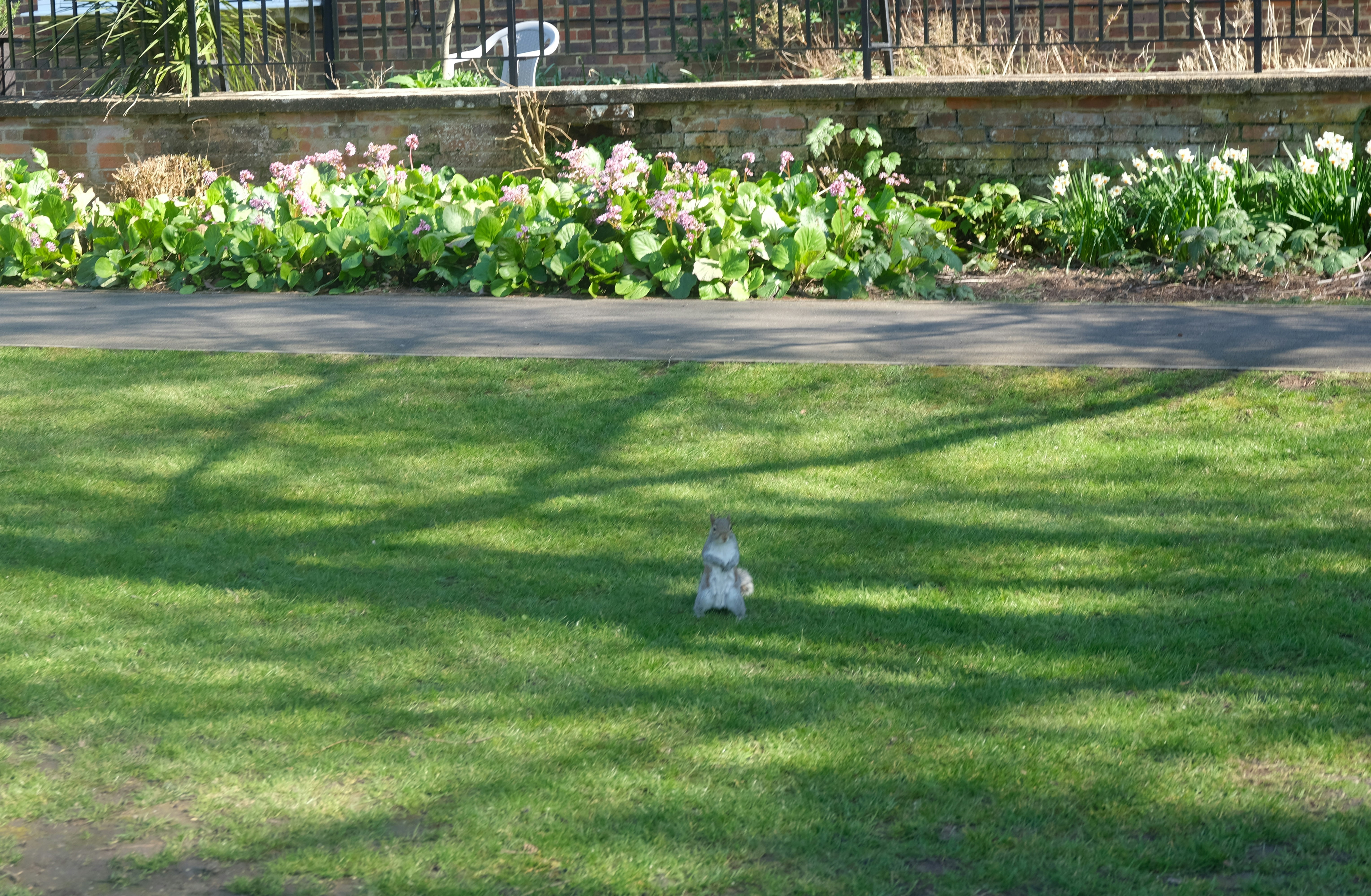 Lyric of the Lawn: A Petite Rabbit in Morning Shade