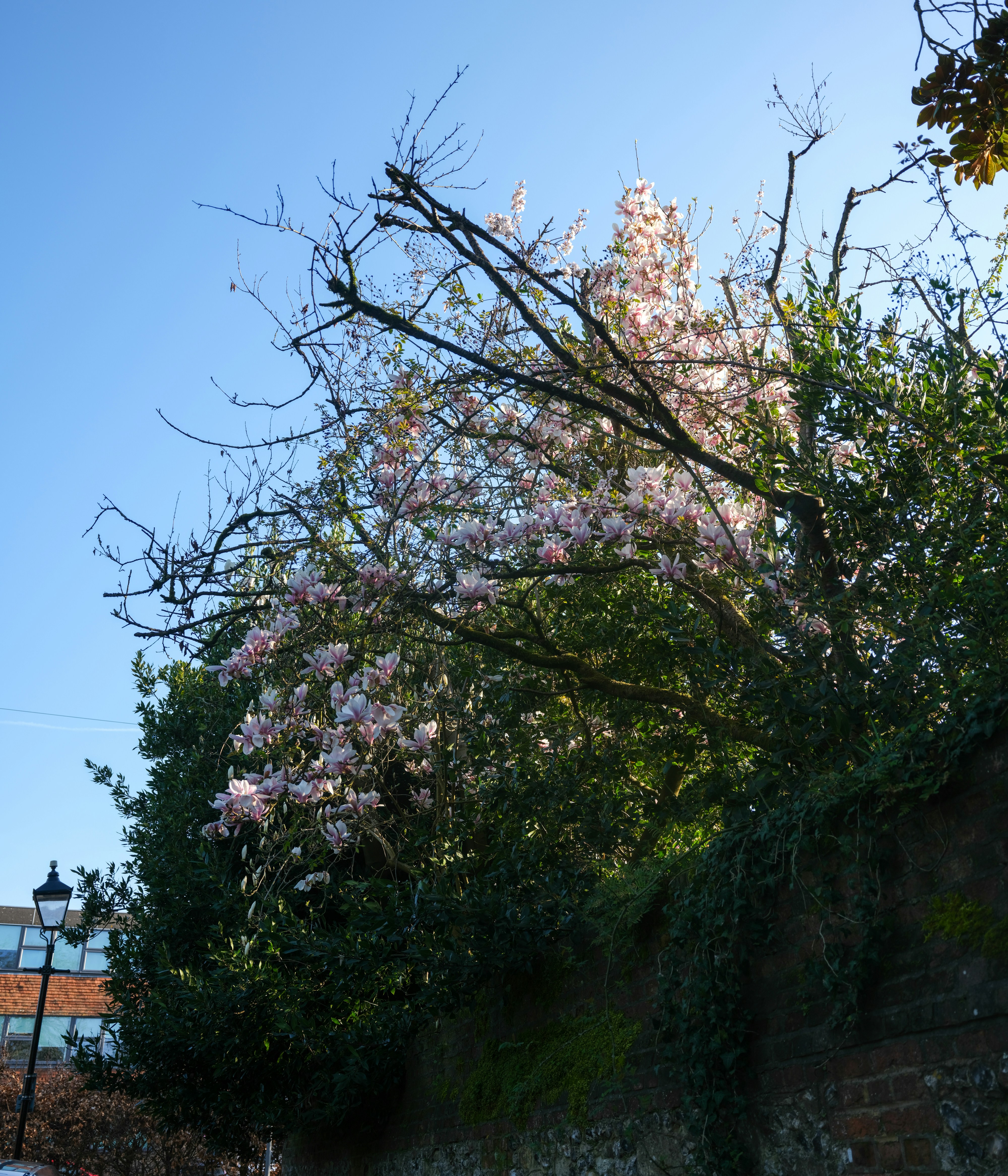Blossoms Against a Clear Sky: A Spring Branch in Focus