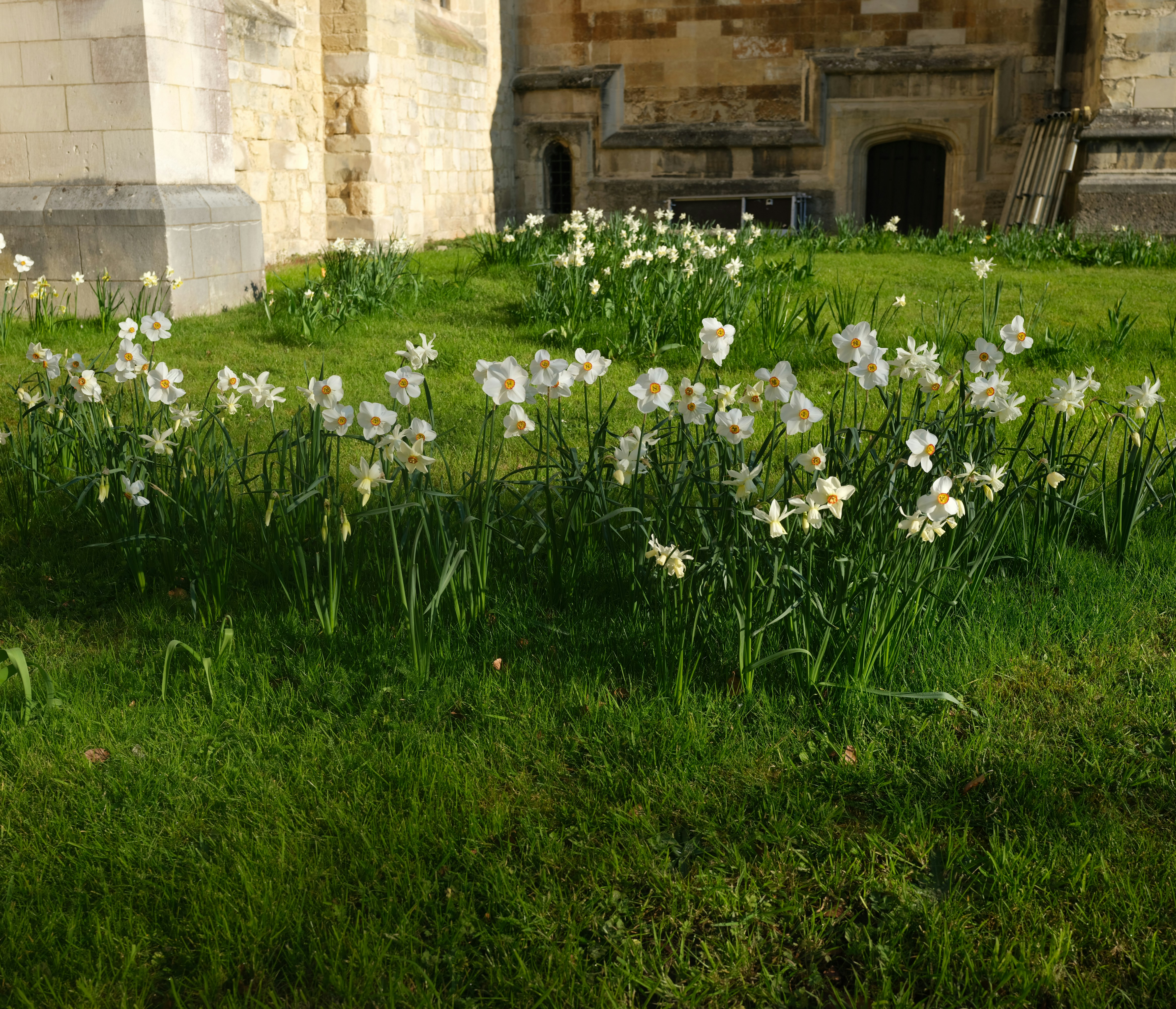 Field of White Daffodils at the Foot of a Stately Stone Structure