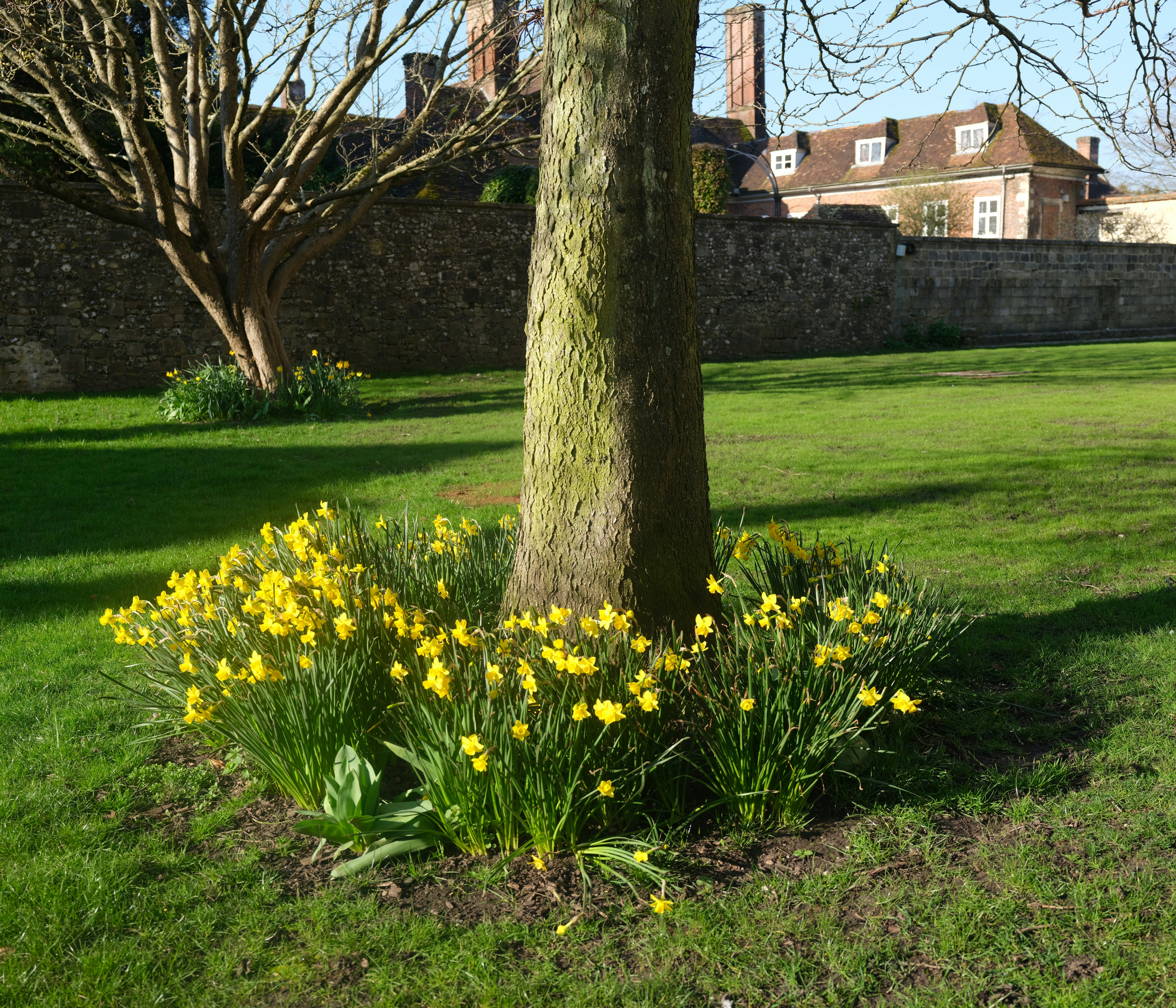 Yellow Daffodils at the Base of a Tree in a Park