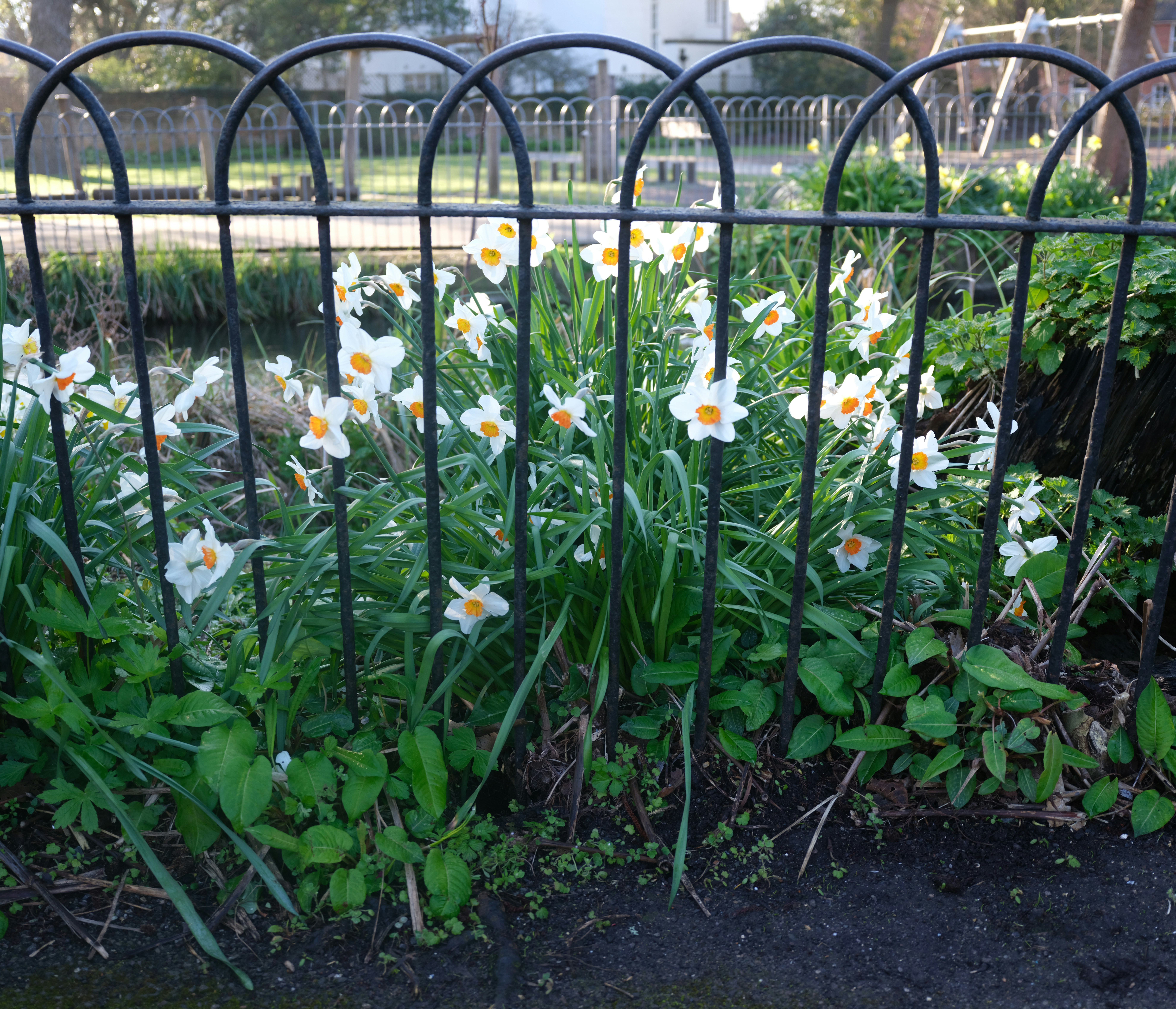 White daffodils bloom behind a black metal fence