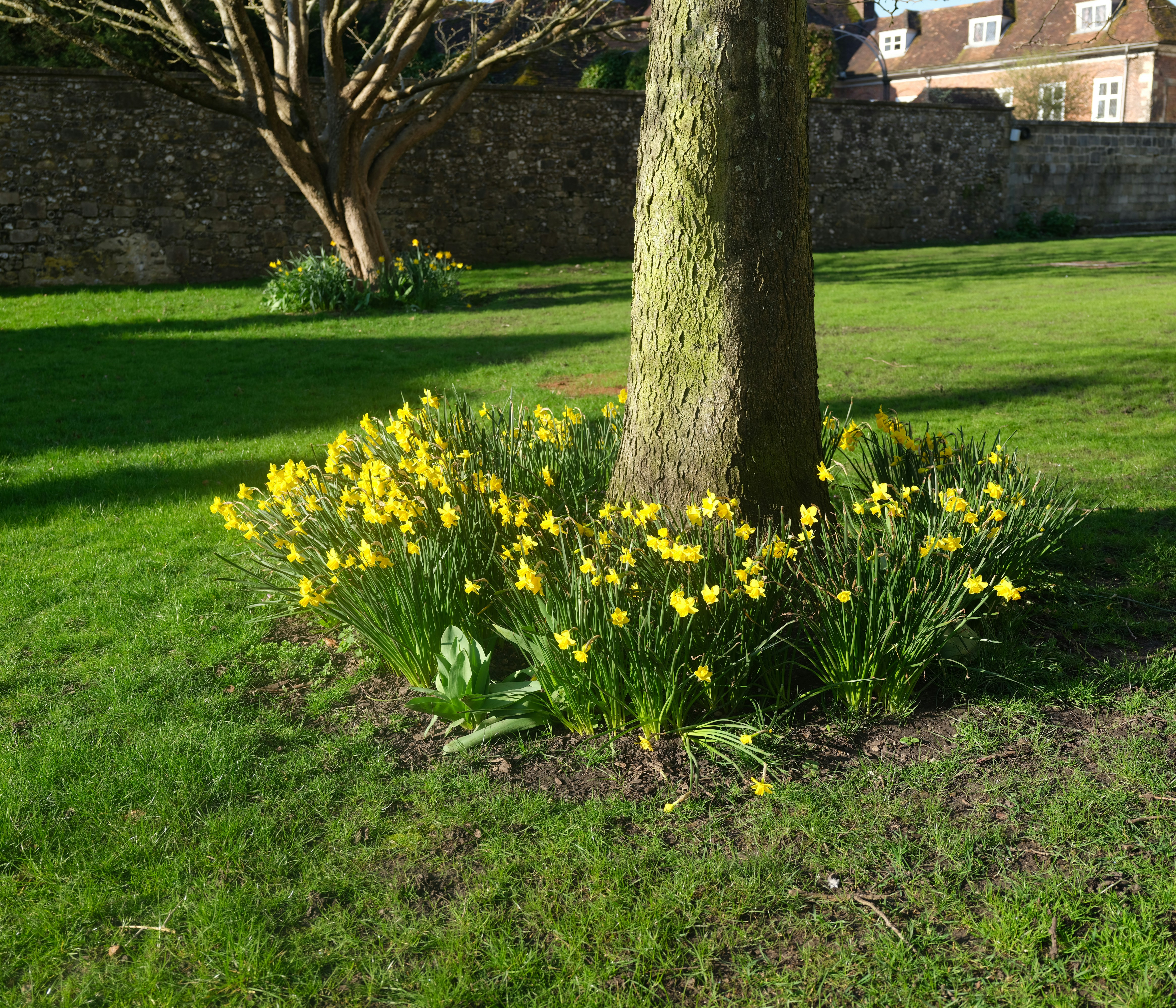 Yellow Daffodils at the Trunk Foot of a Park Tree
