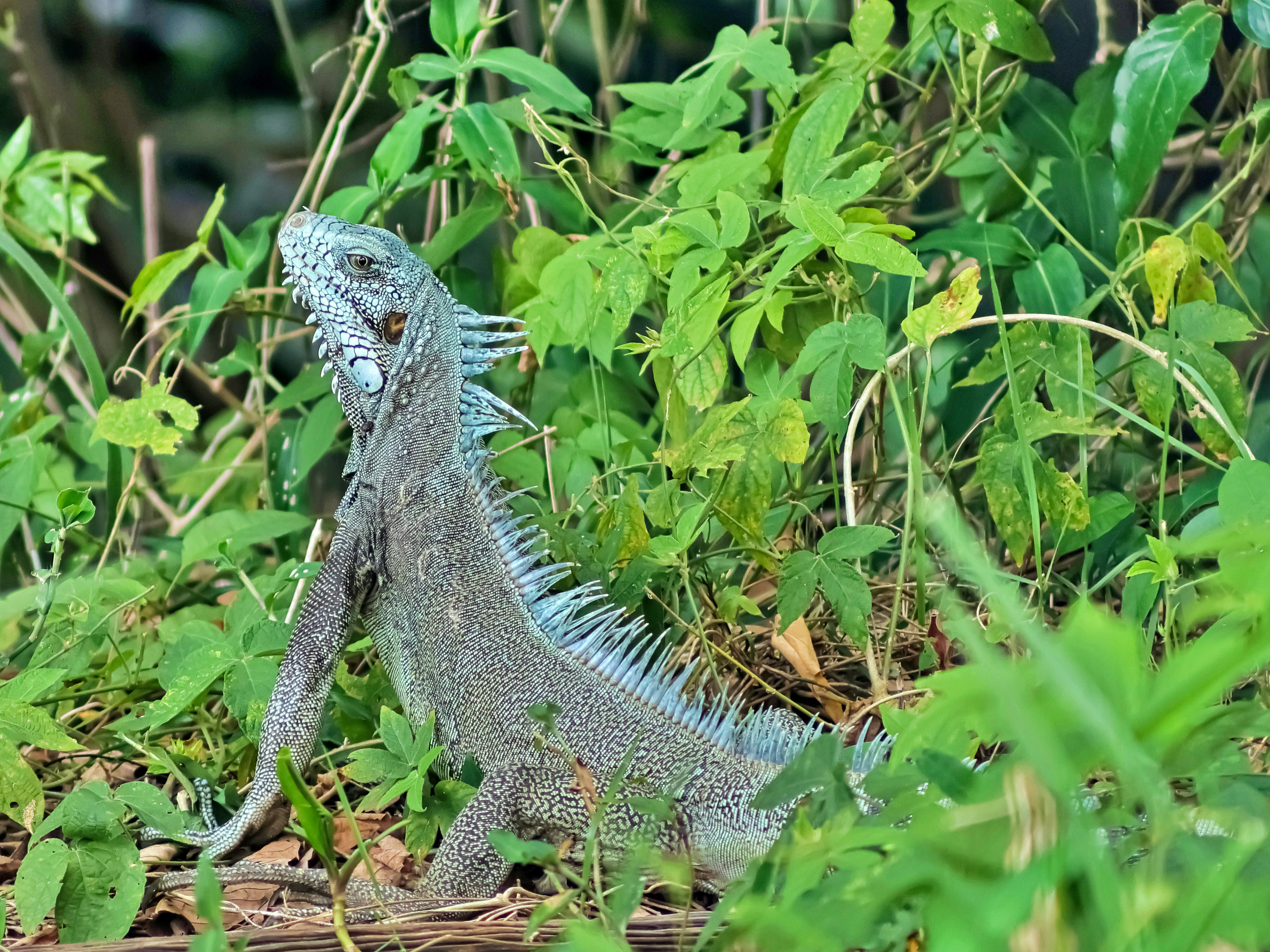 Emerald-Greyscale Watch: A Iguana Among Green Veils
