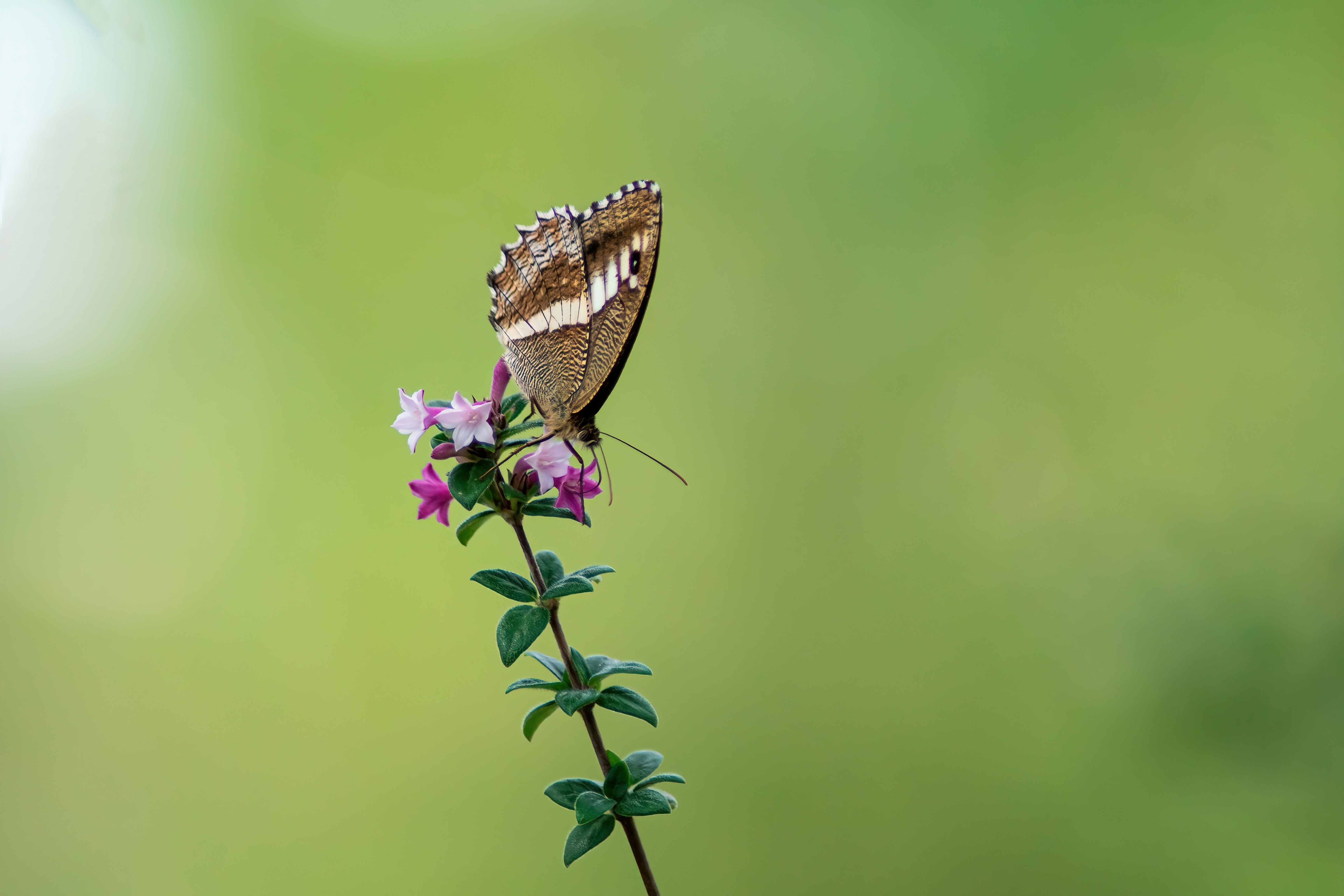 Perched Wonder: A Delicate Butterfly on a Purple Bloom Stand