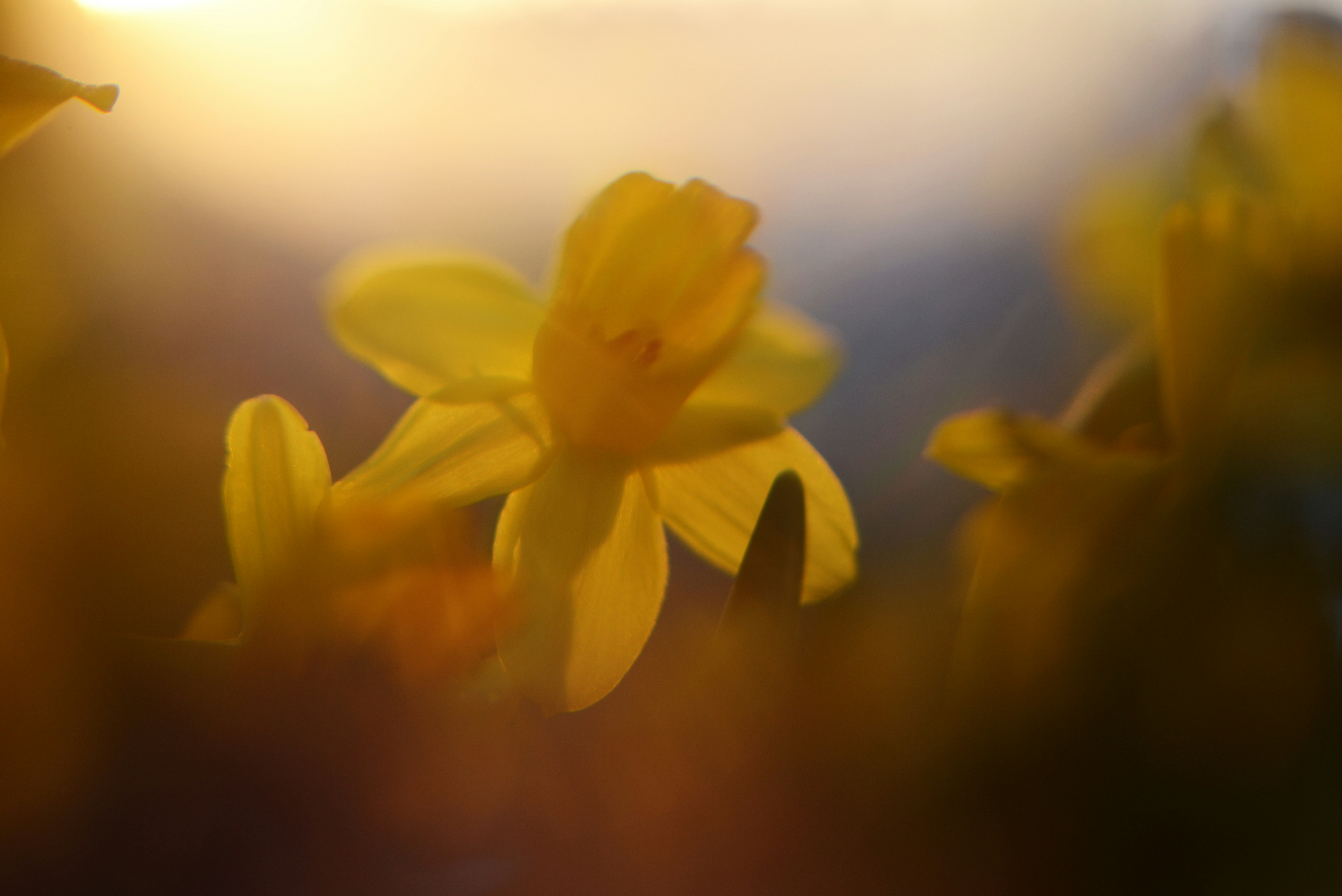 Golden Bloom in a Dreamy Backlight