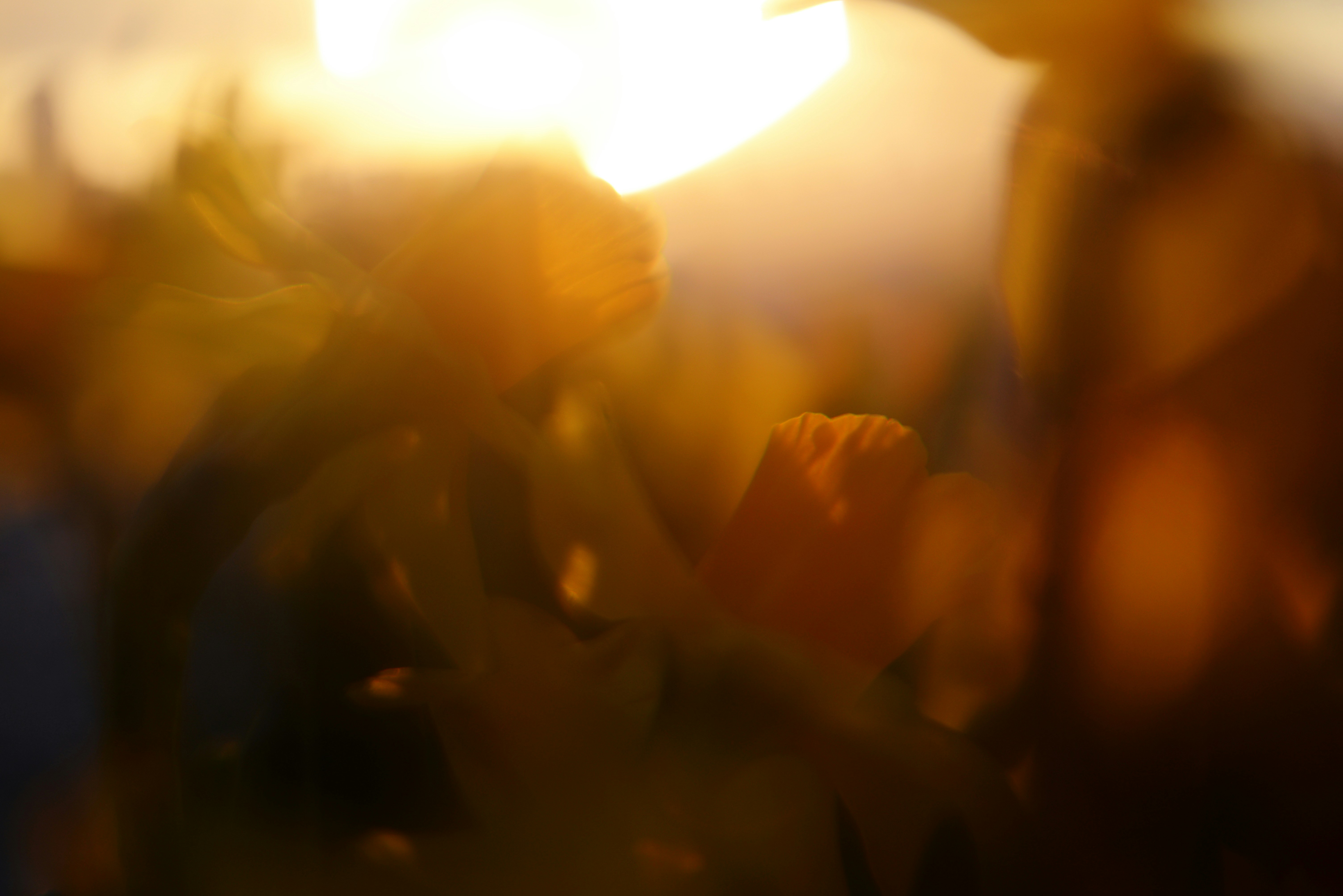 Golden Haze Behind Foliage
