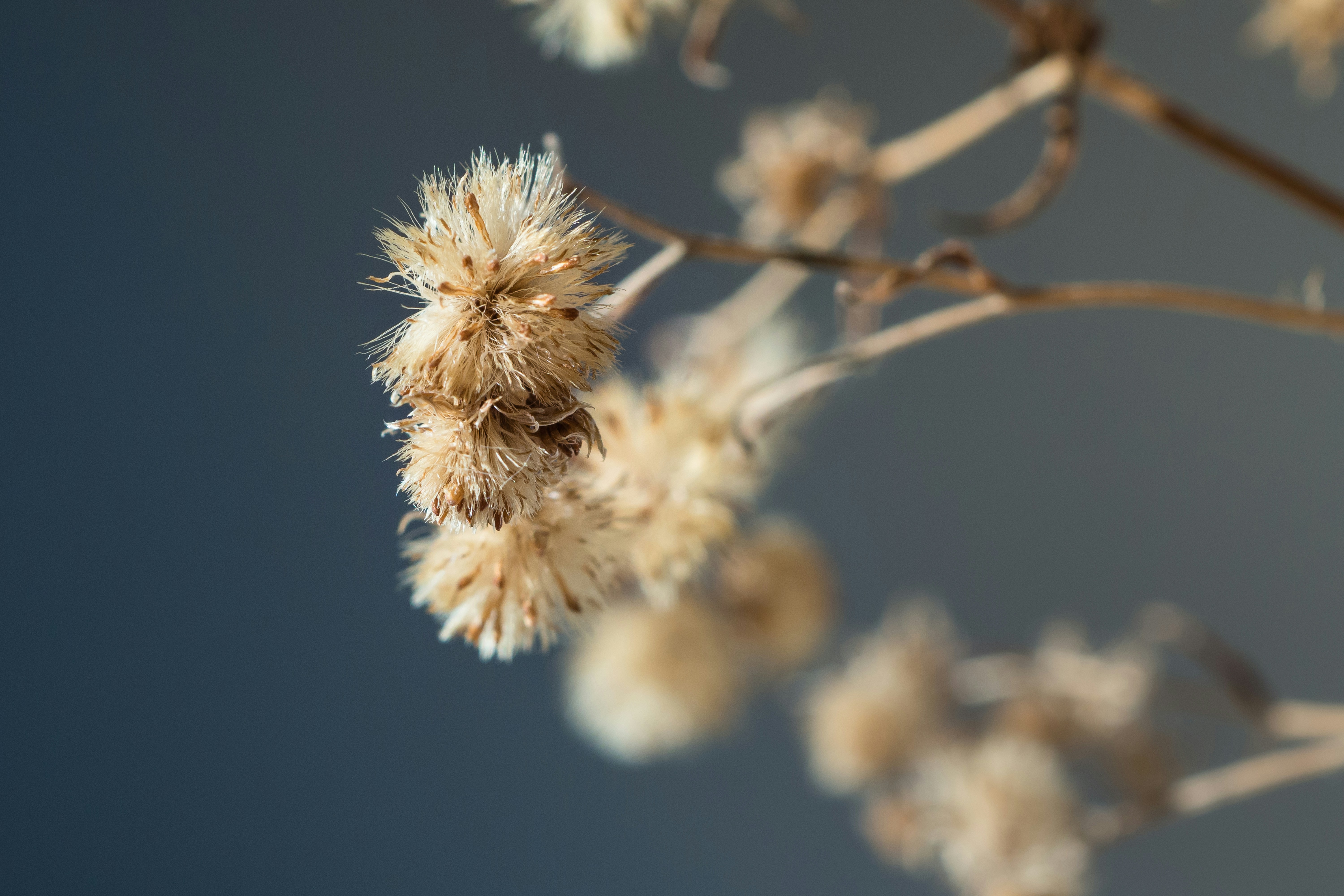 Dry seedhead in sharp focus amid a blurred blue backdrop
