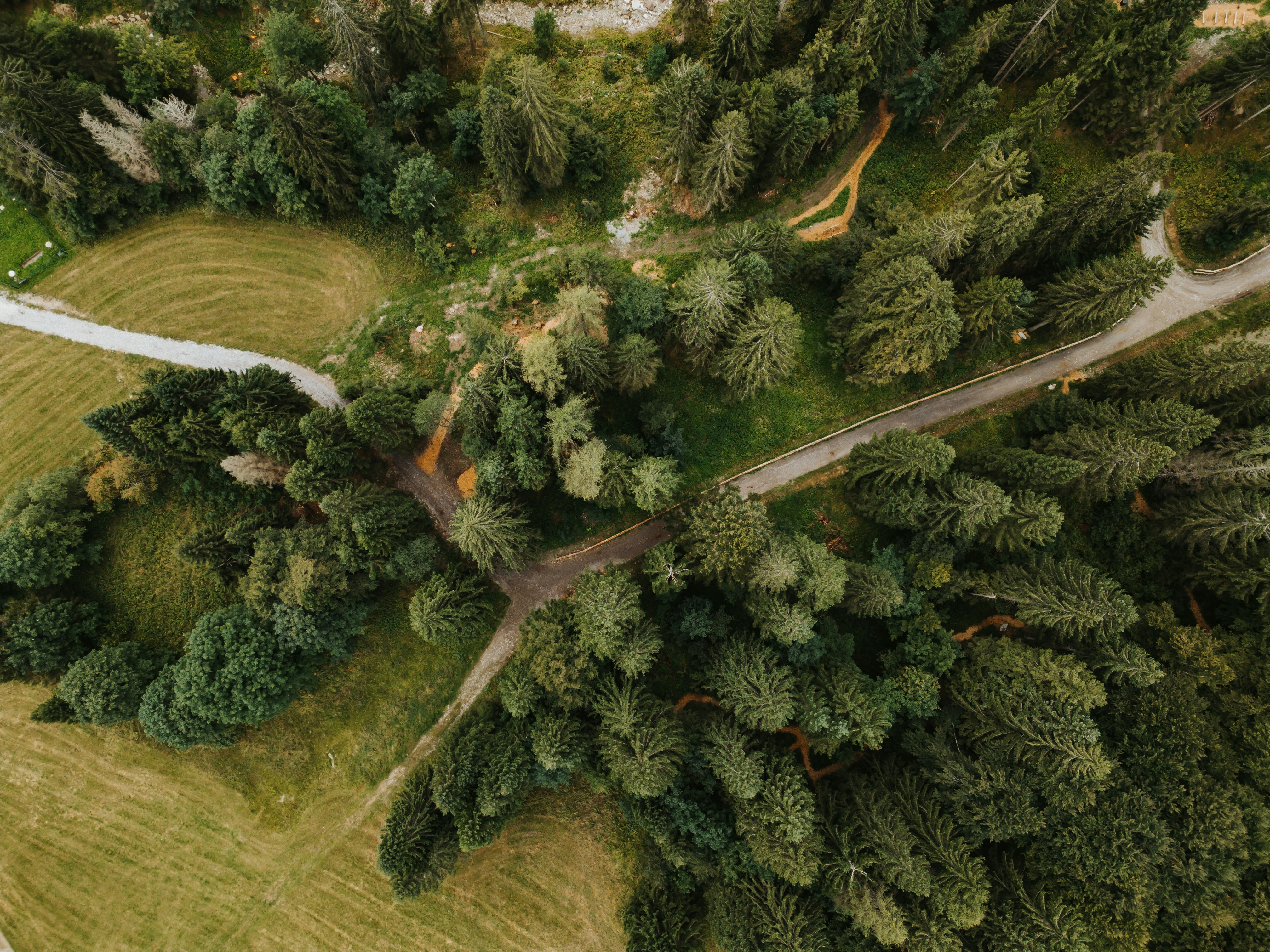 Forest Crossroads: Aerial View of Pathways Cutting Through Pines