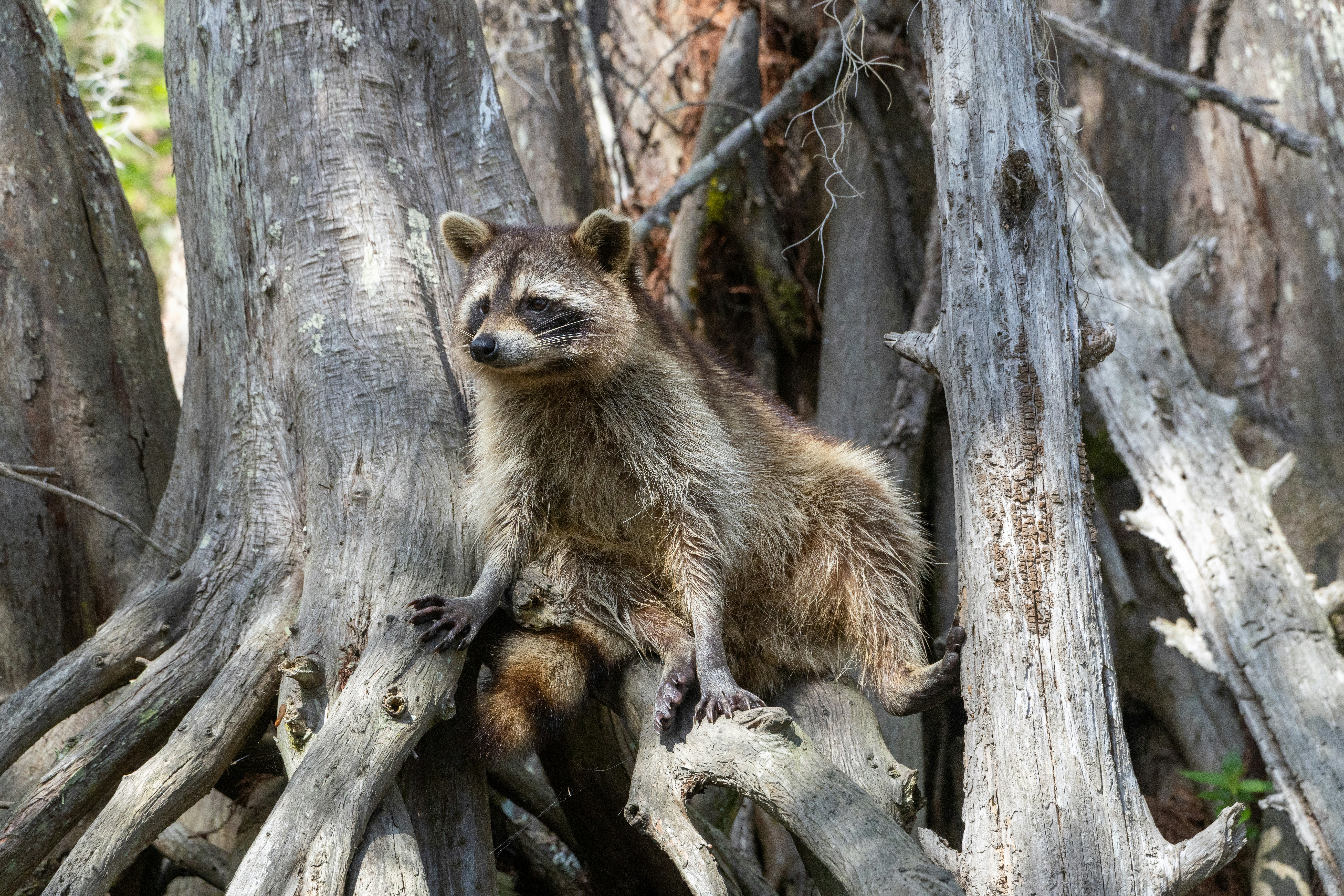 Curious Raccoon Amid Weathered Roots