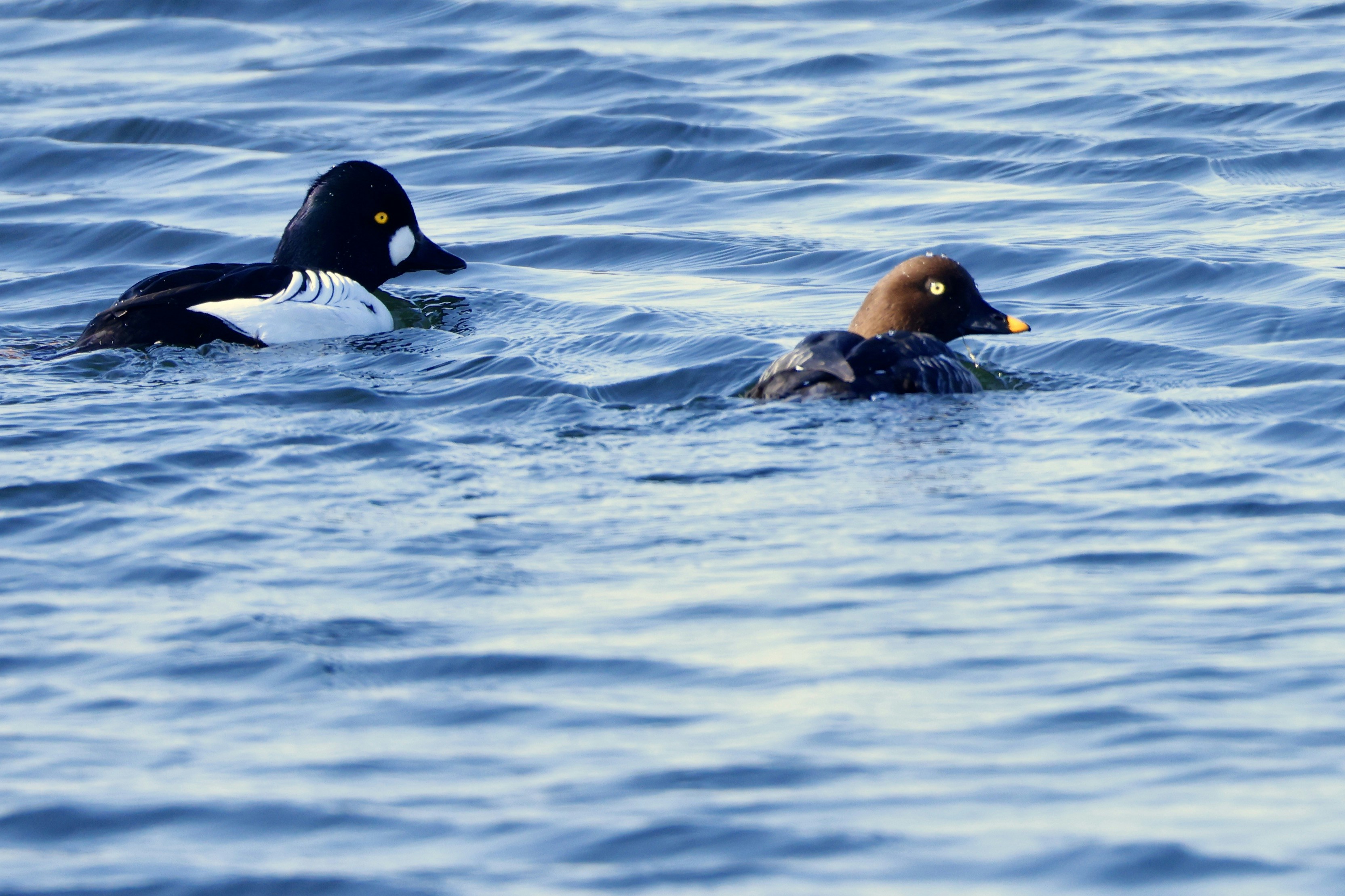 Two Golden Eyes, One Quiet Wake: A Pair of Grebes on Blue Ripples