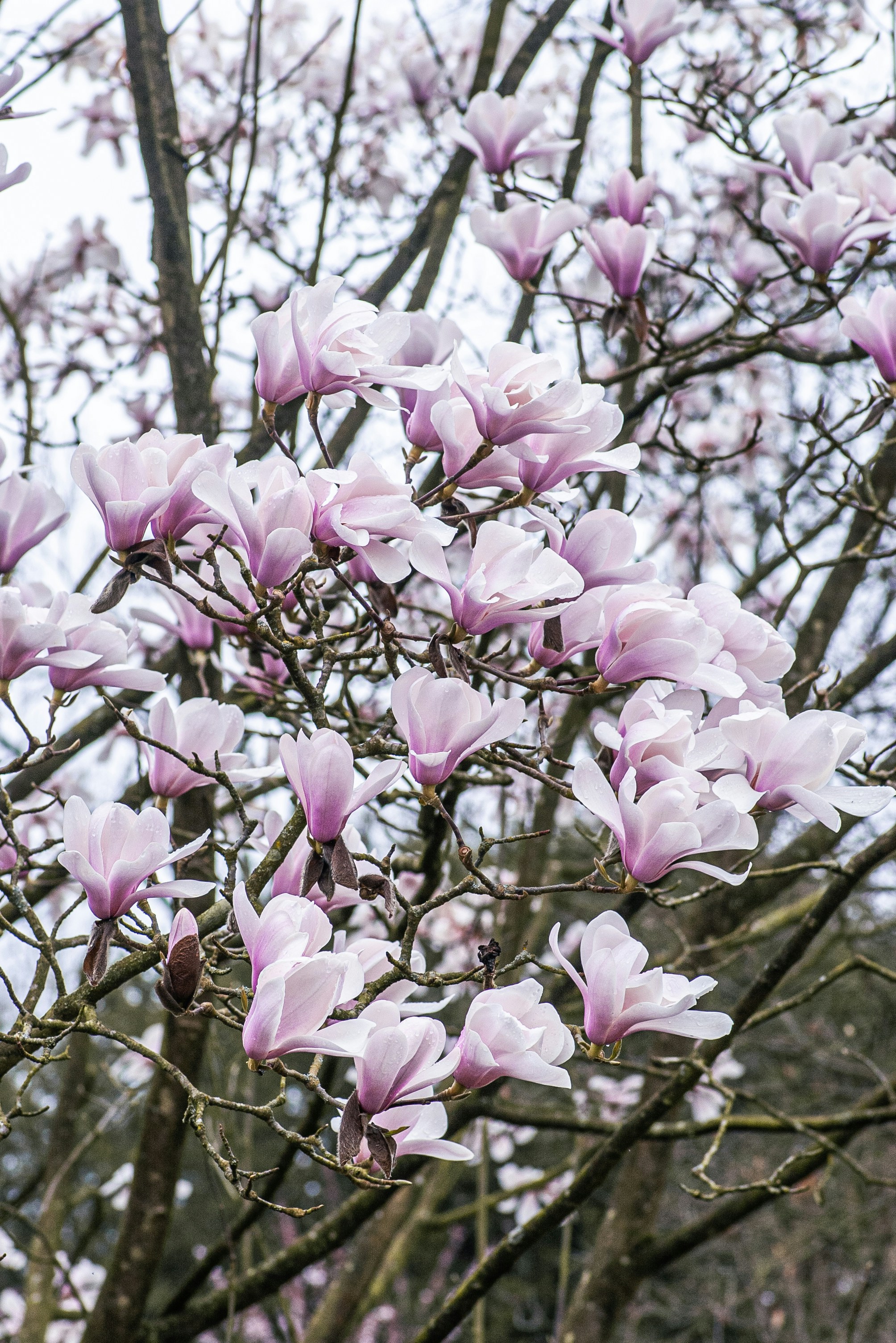 Emerald-tinged Magnolia Bloom Symphony on Spring Branches