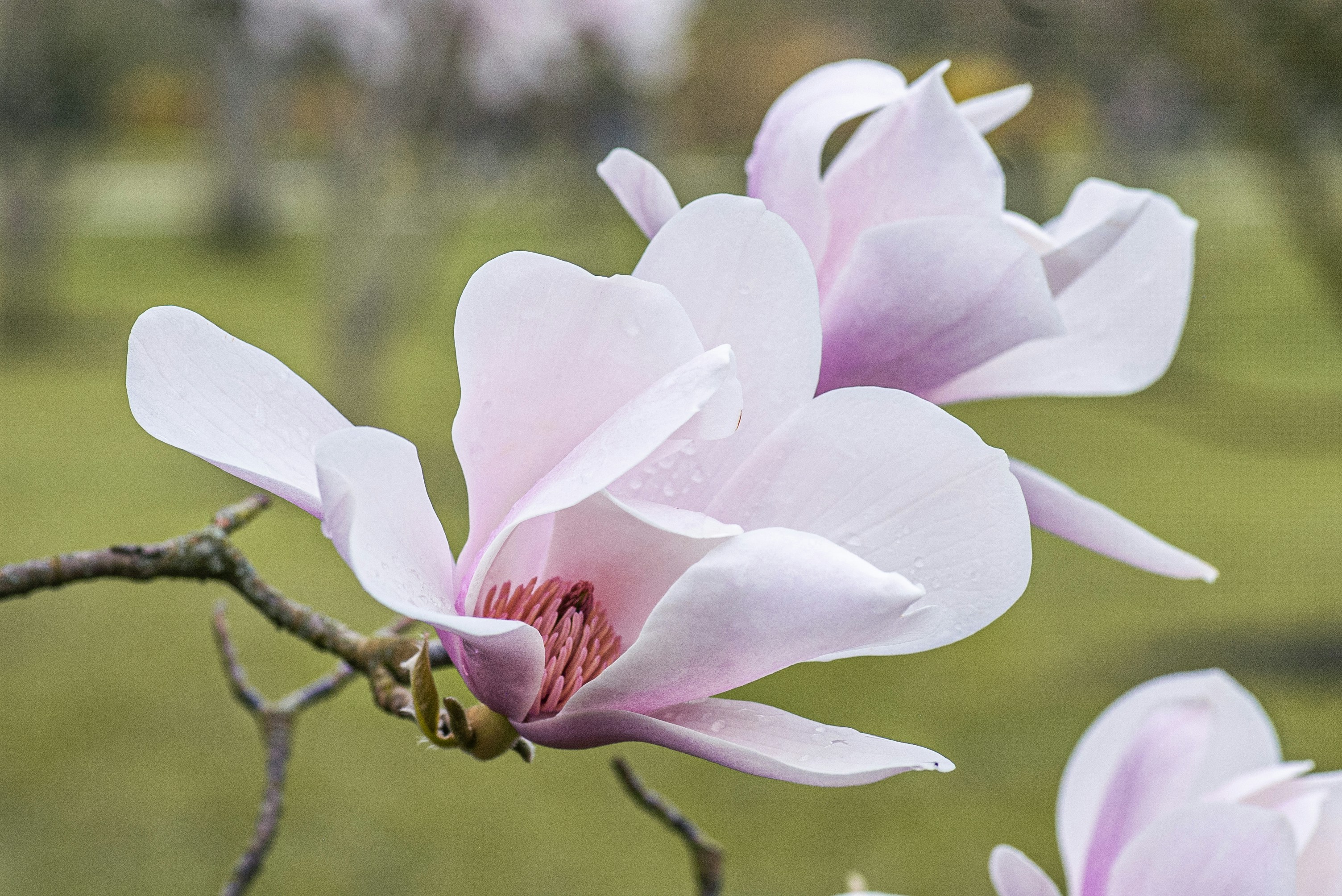 Soft-pink Magnolia Blossom in Focused Spring Pause