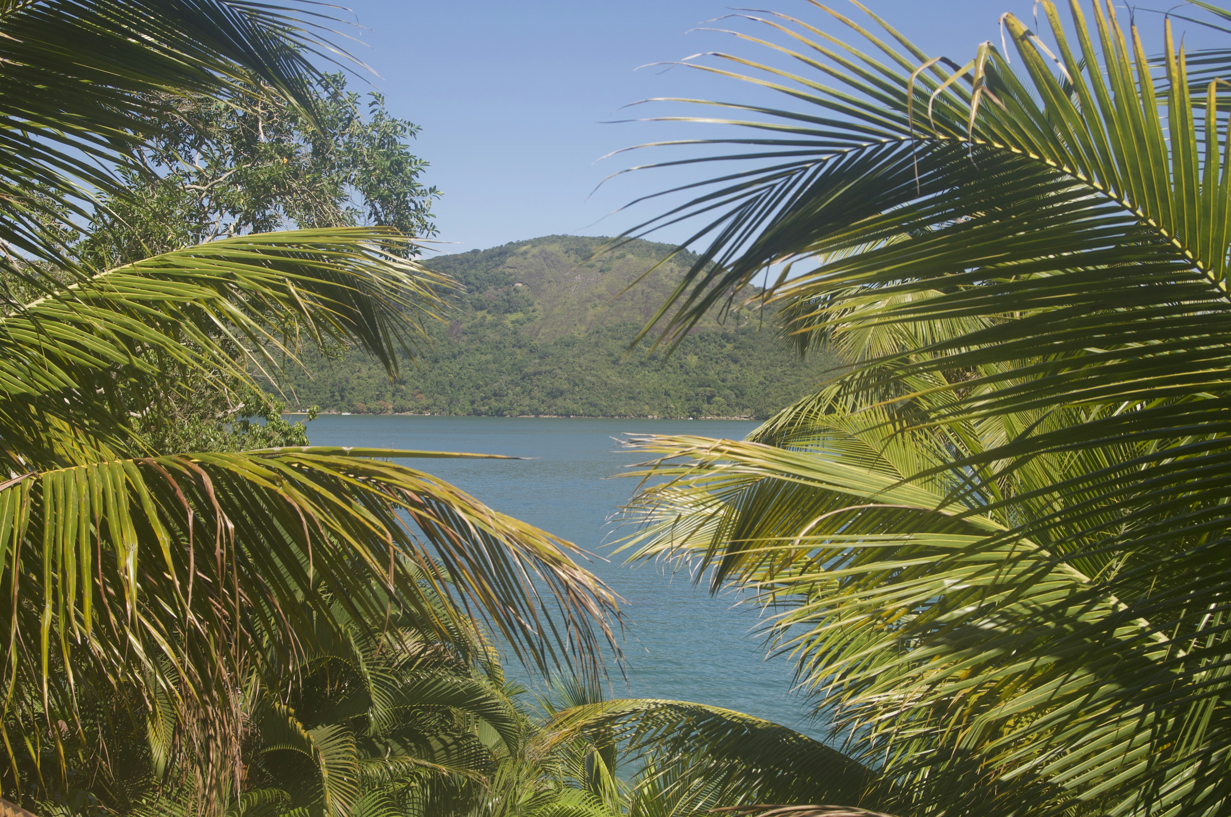 Framing the Cove: A Sunlit Lagoon Between Fringes of Palm