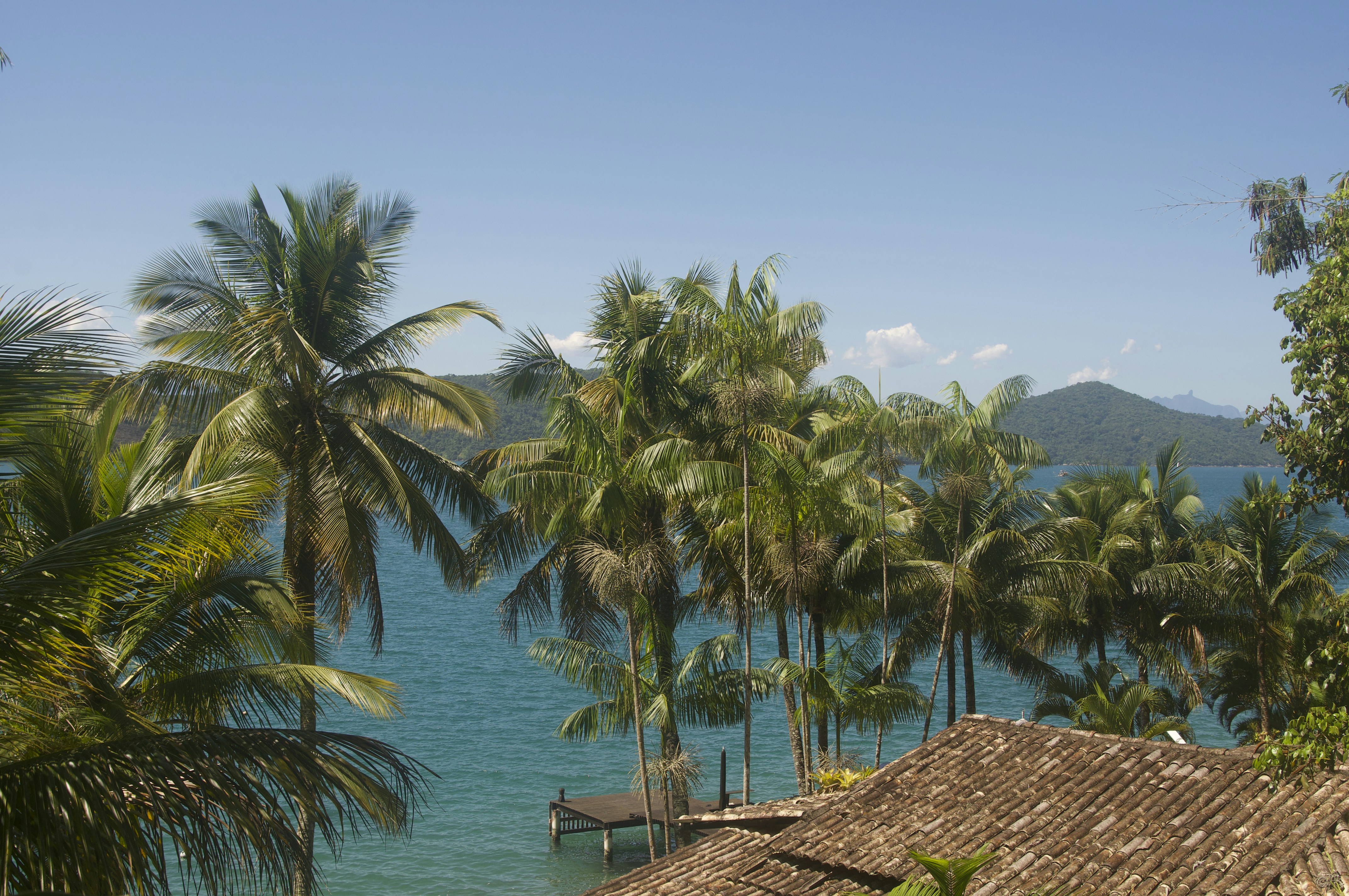 Tropical Terrace: Sea, Palms, and a Rooftop Cove