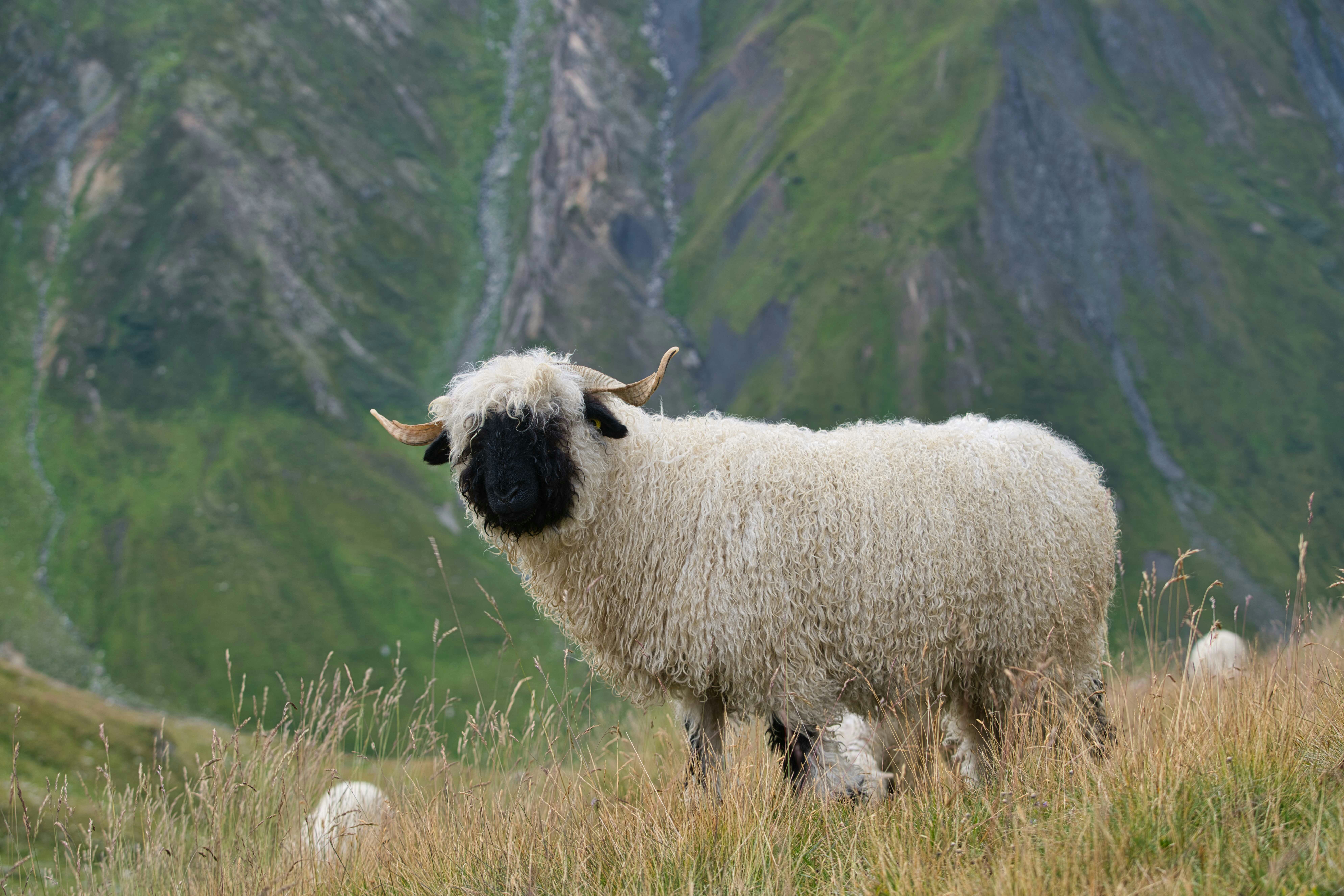 Herding the Quiet Summit: A Woolly Watcher in Alpine Grass