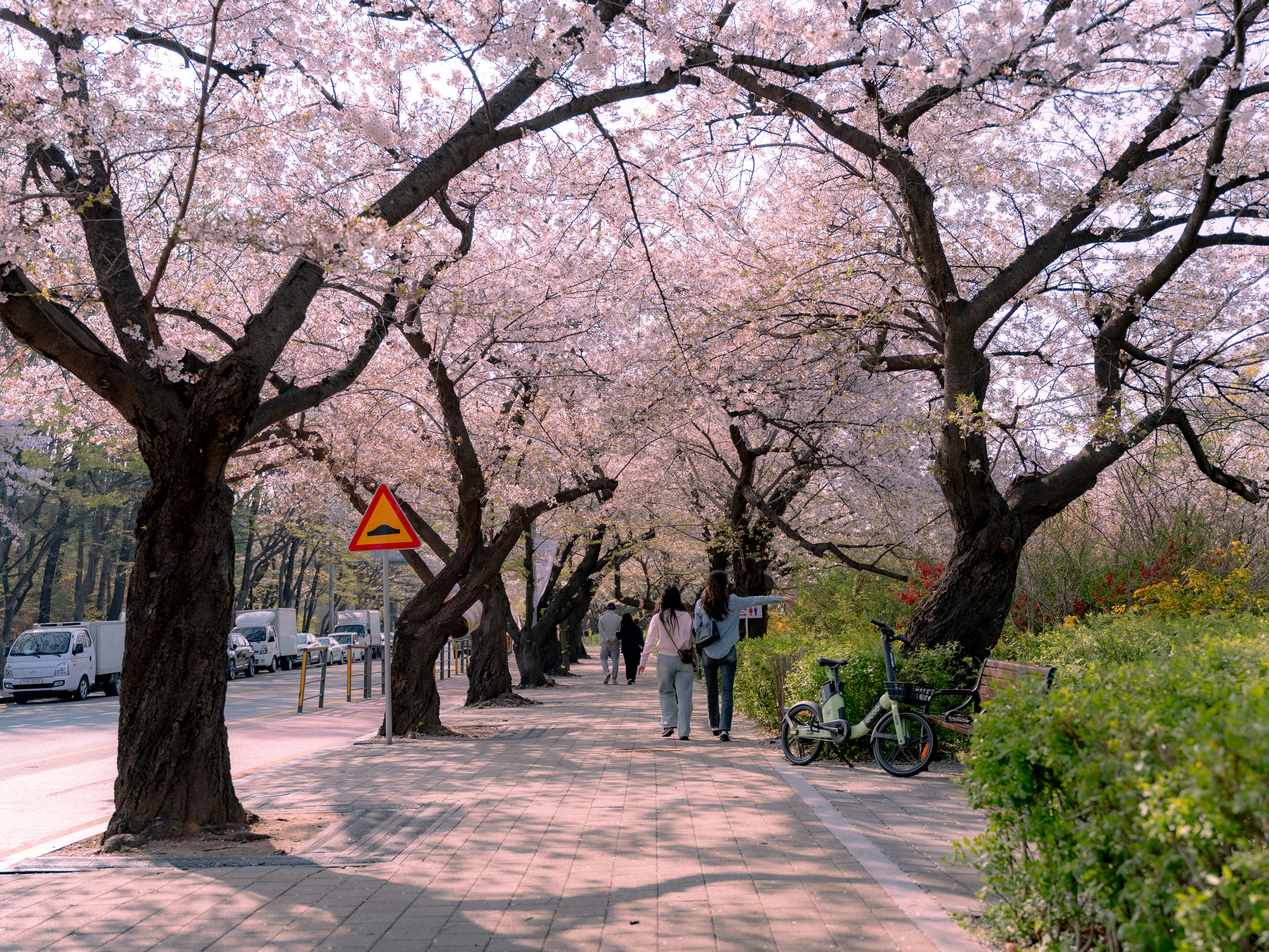 Cherry Blossom Boulevard: Pedestrians Beneath a Canopy of Pink Petals